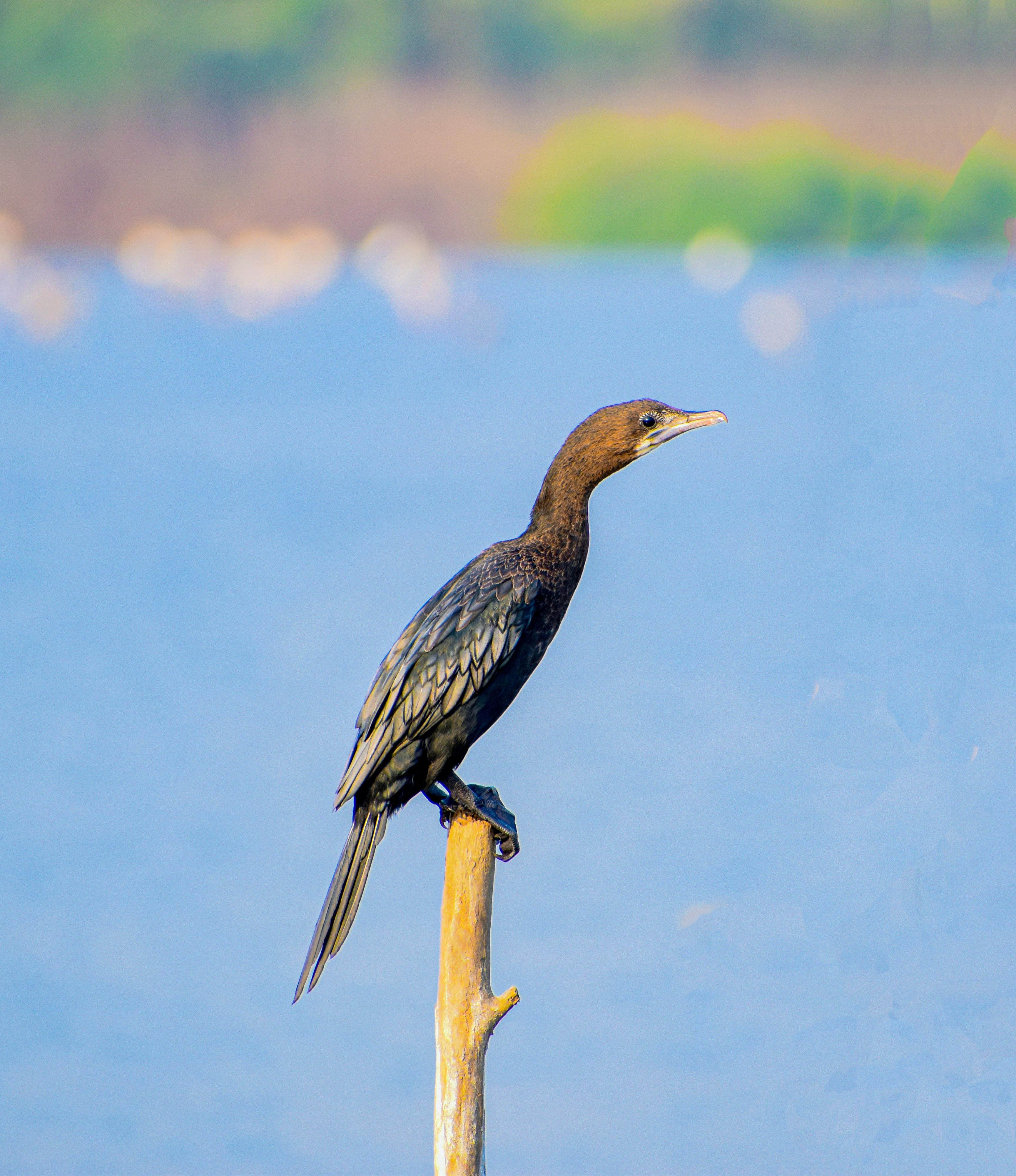 Kedar Deshpande - การถ่ายภาพ