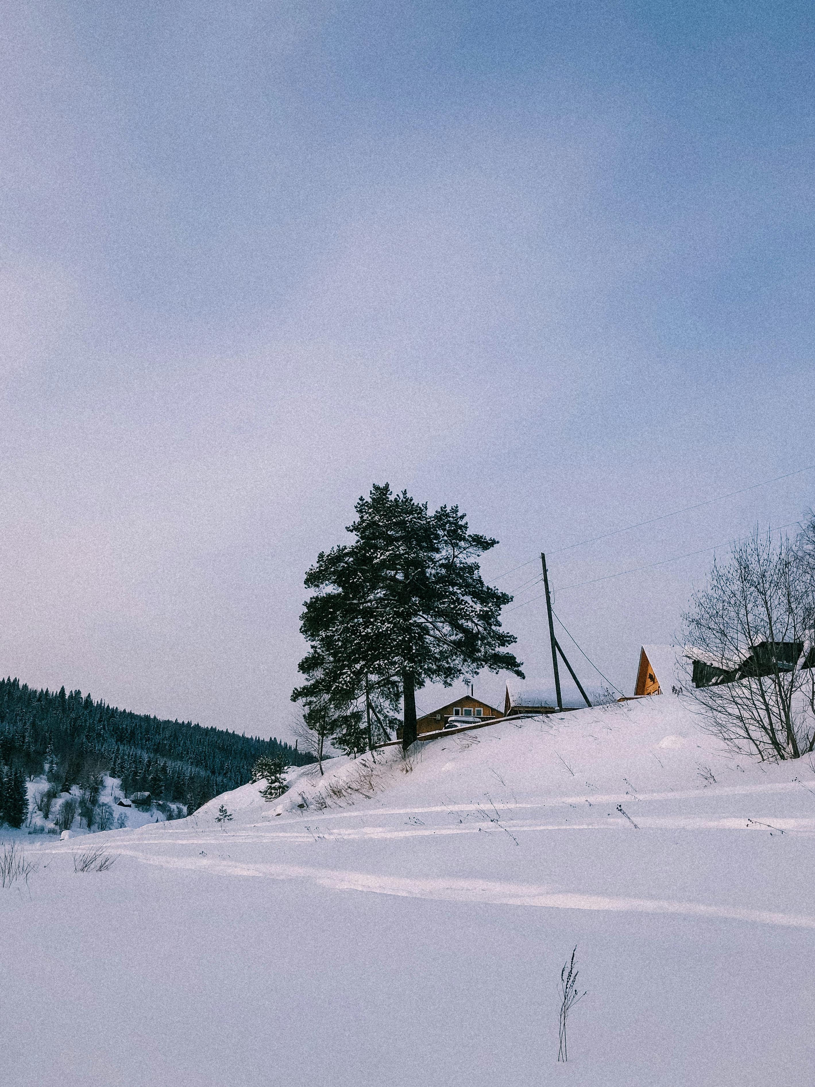 Tree on a Snow Covered Field · Free Stock Photo