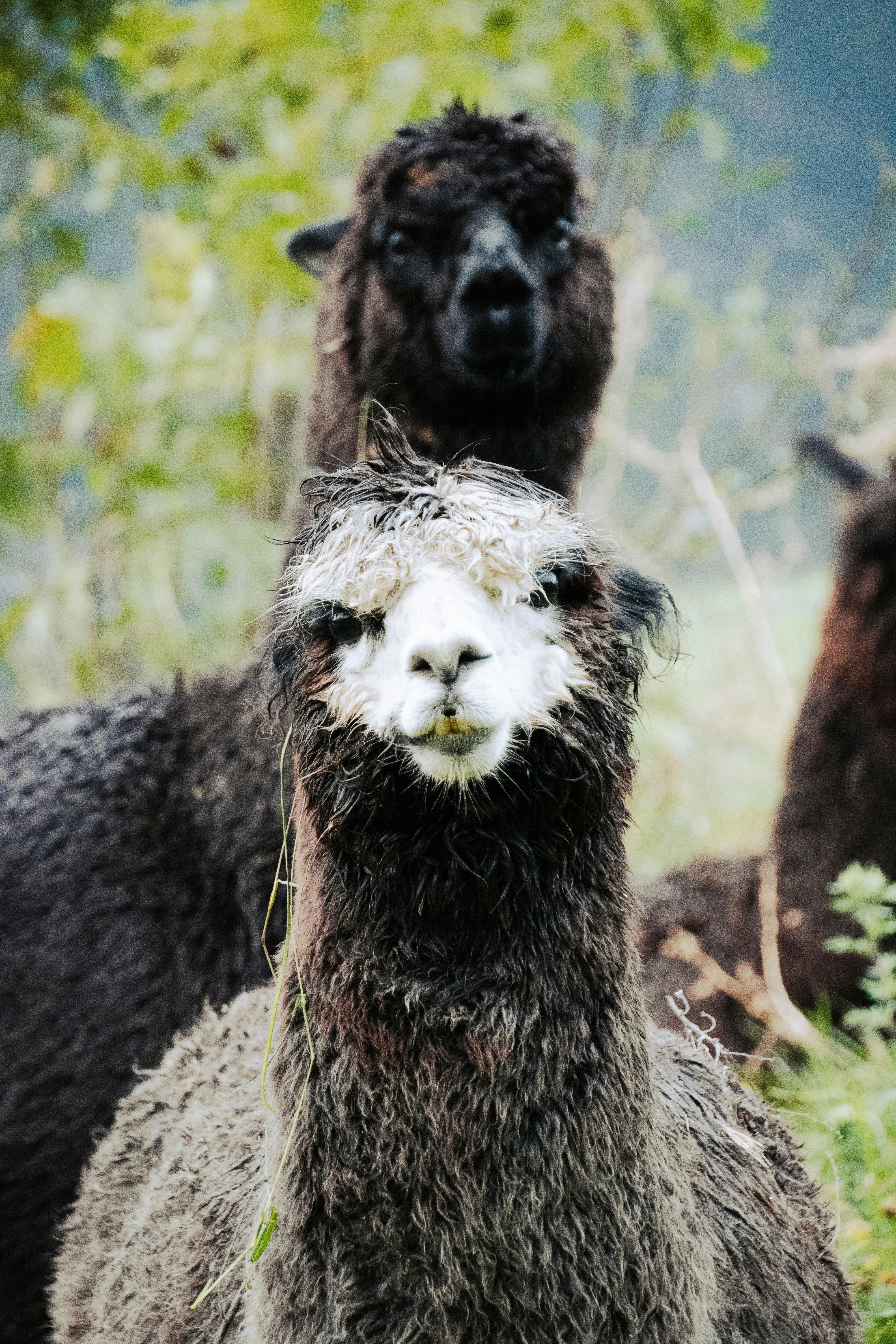 Llama Relative Photos, Download The BEST Free Llama Relative Stock ...