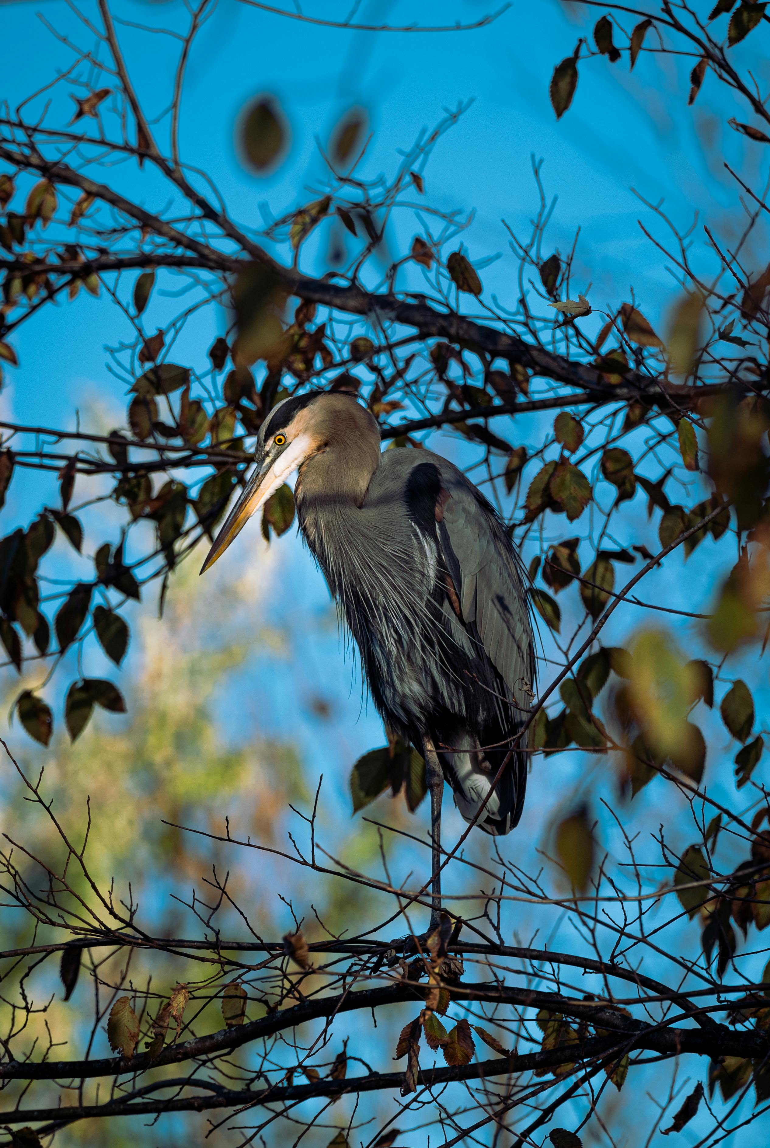 A Bird Perched on a Tree Branch · Free Stock Photo