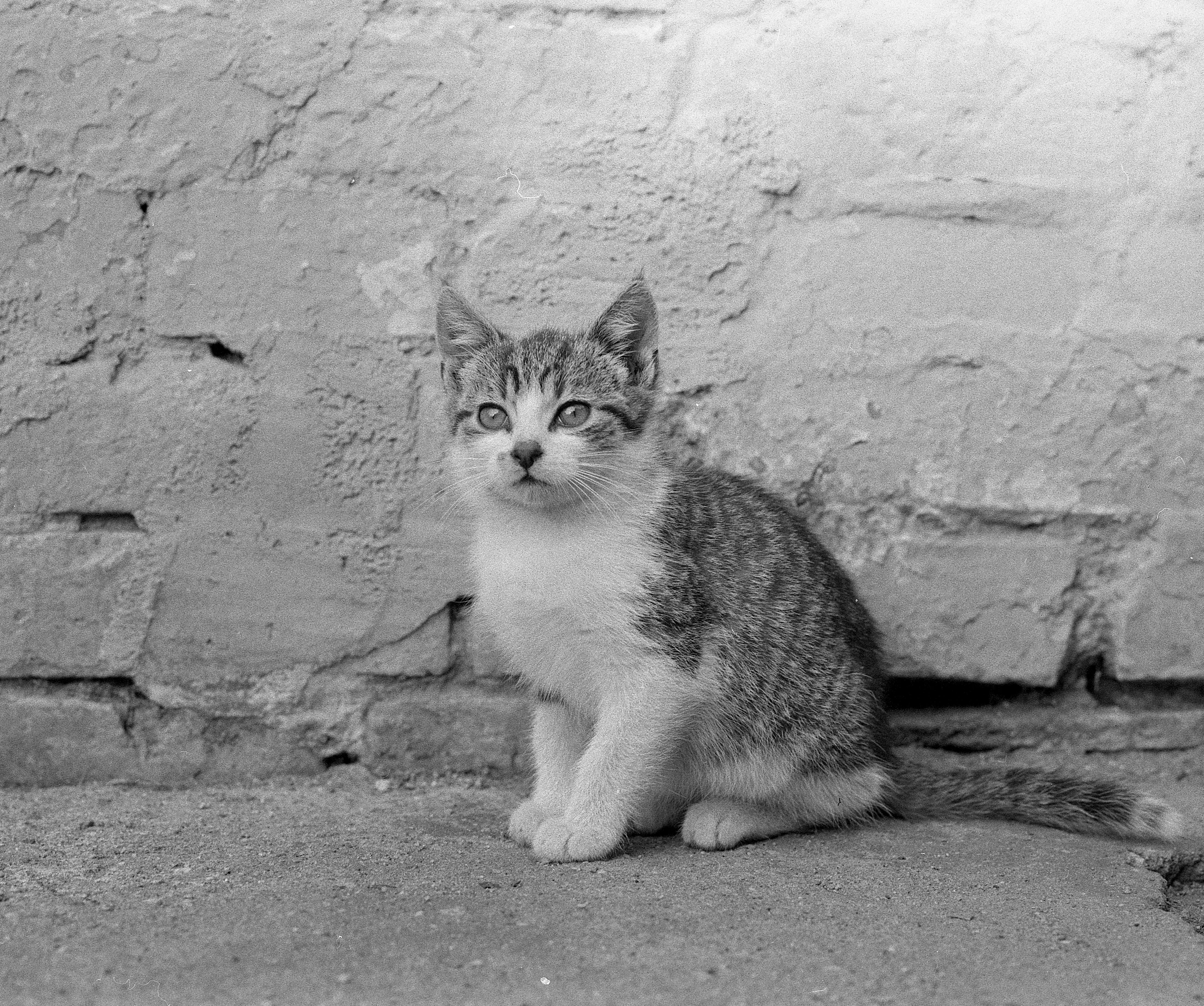 Grayscale Photo of a Kitten · Free Stock Photo