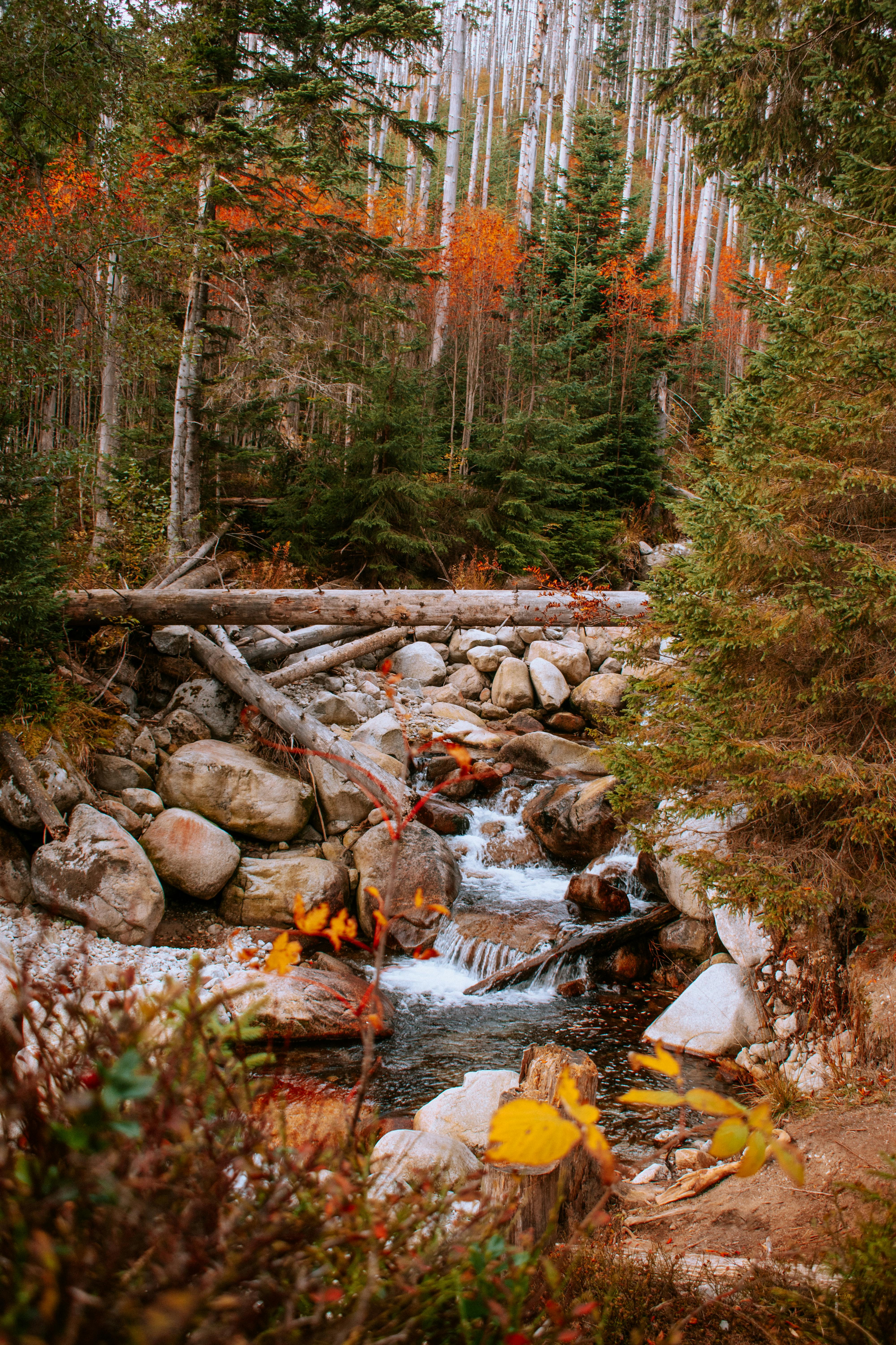A Stream in Autumn · Free Stock Photo