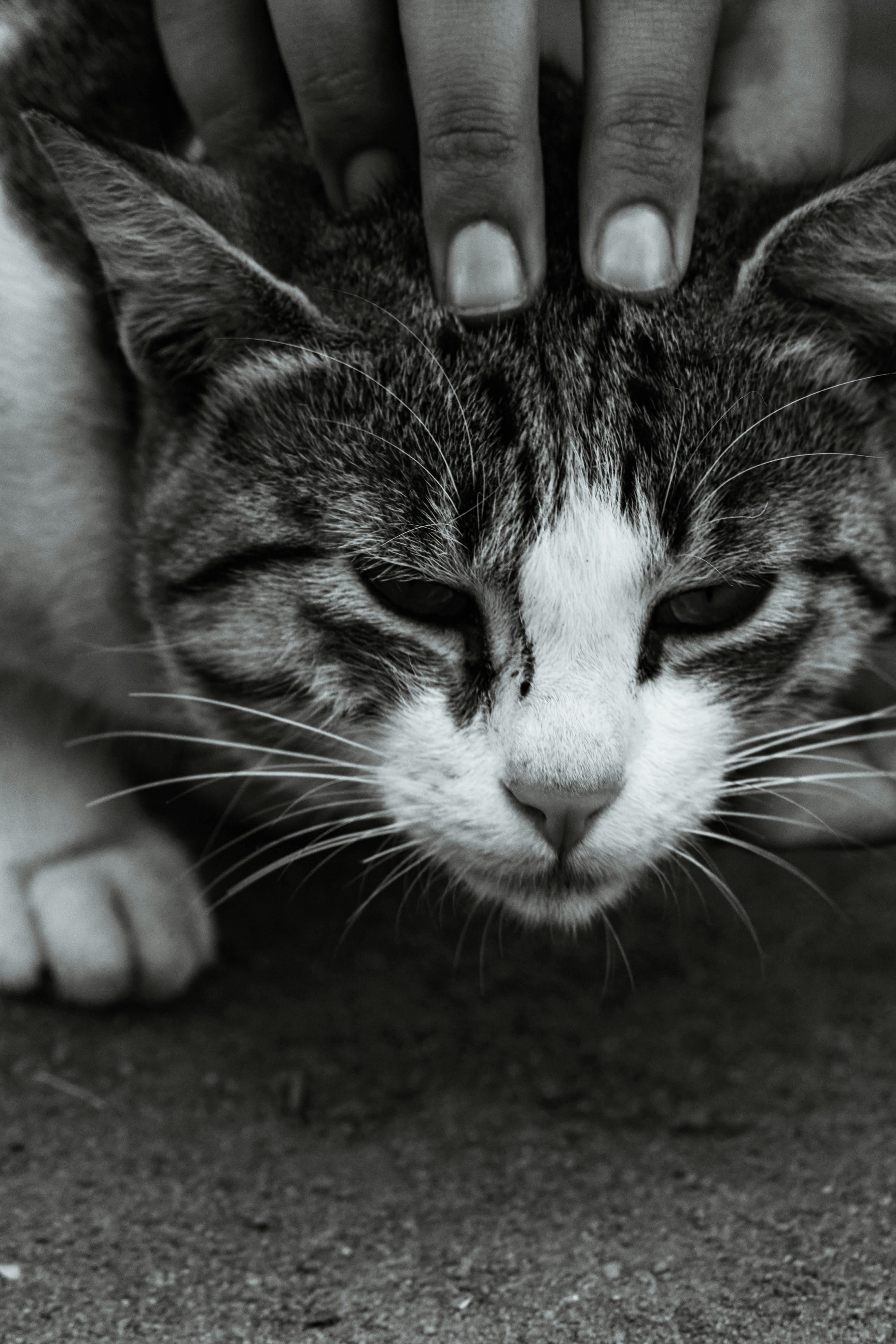 Close up of Hand Patting Cat Paw · Free Stock Photo