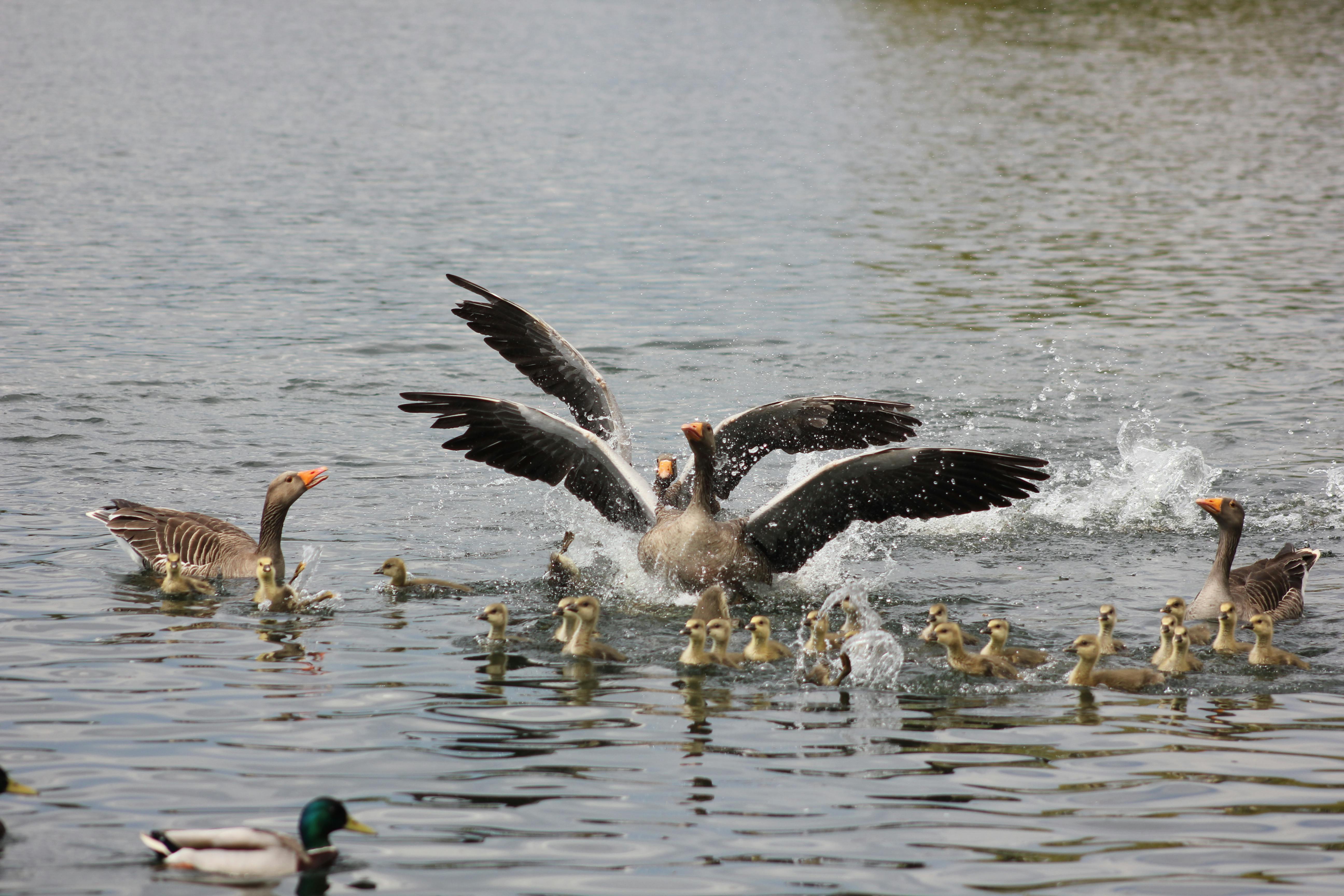 Photo of Duck on Water · Free Stock Photo