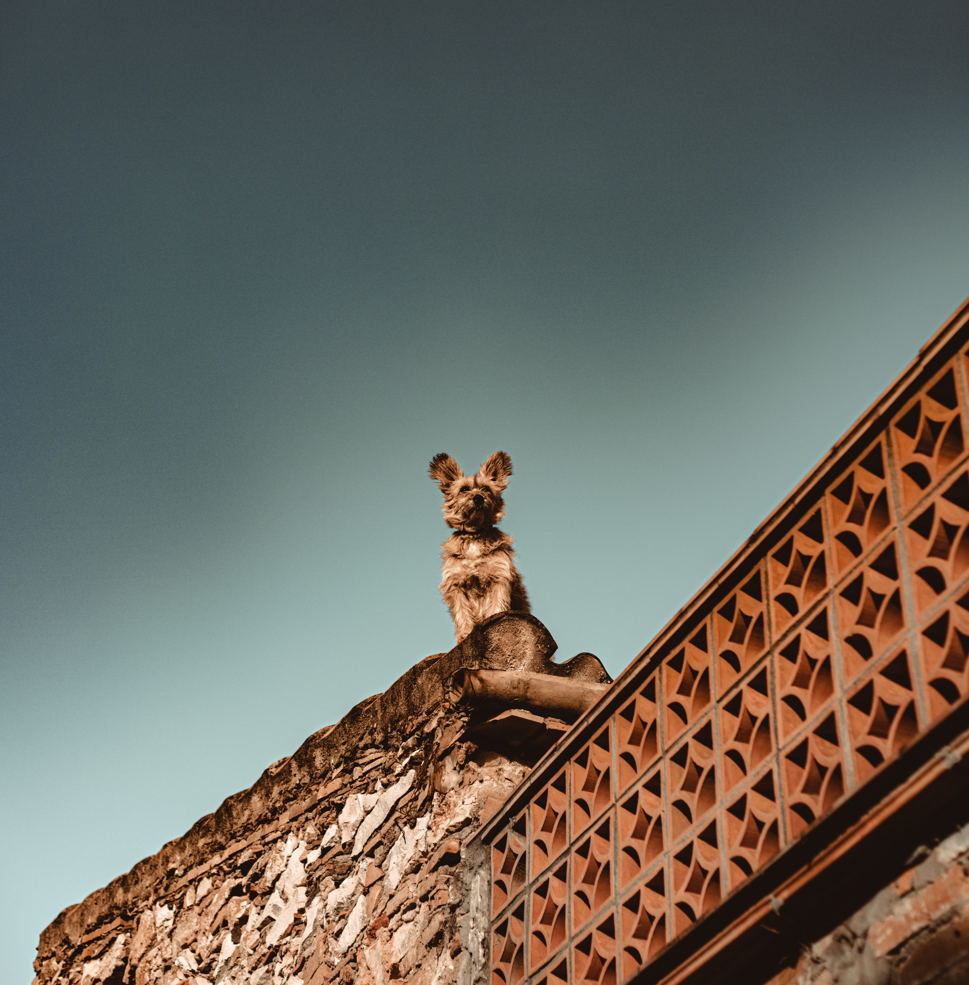 Dog Hiding behind Wall · Free Stock Photo