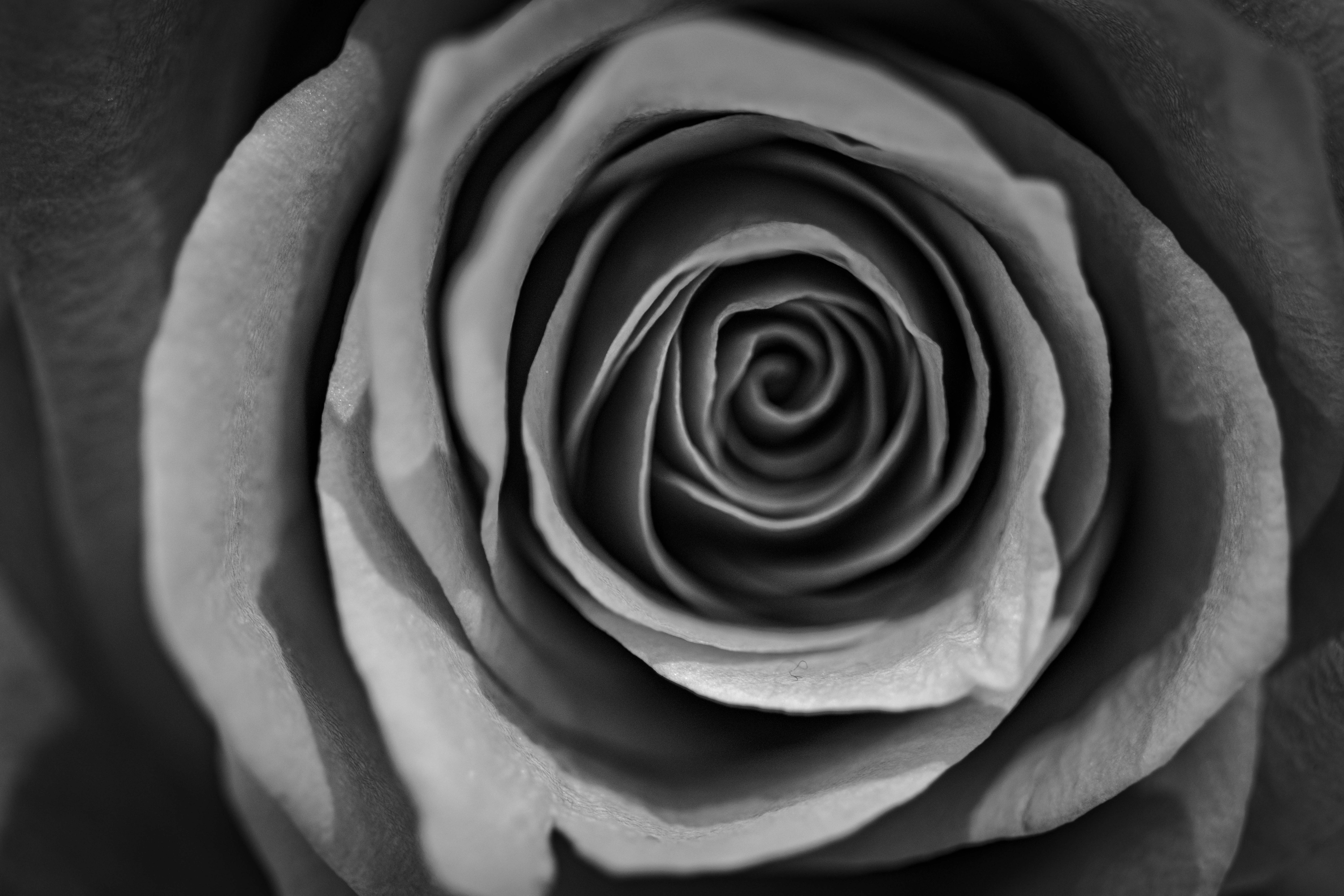 Grayscale Photo of a Rose · Free Stock Photo