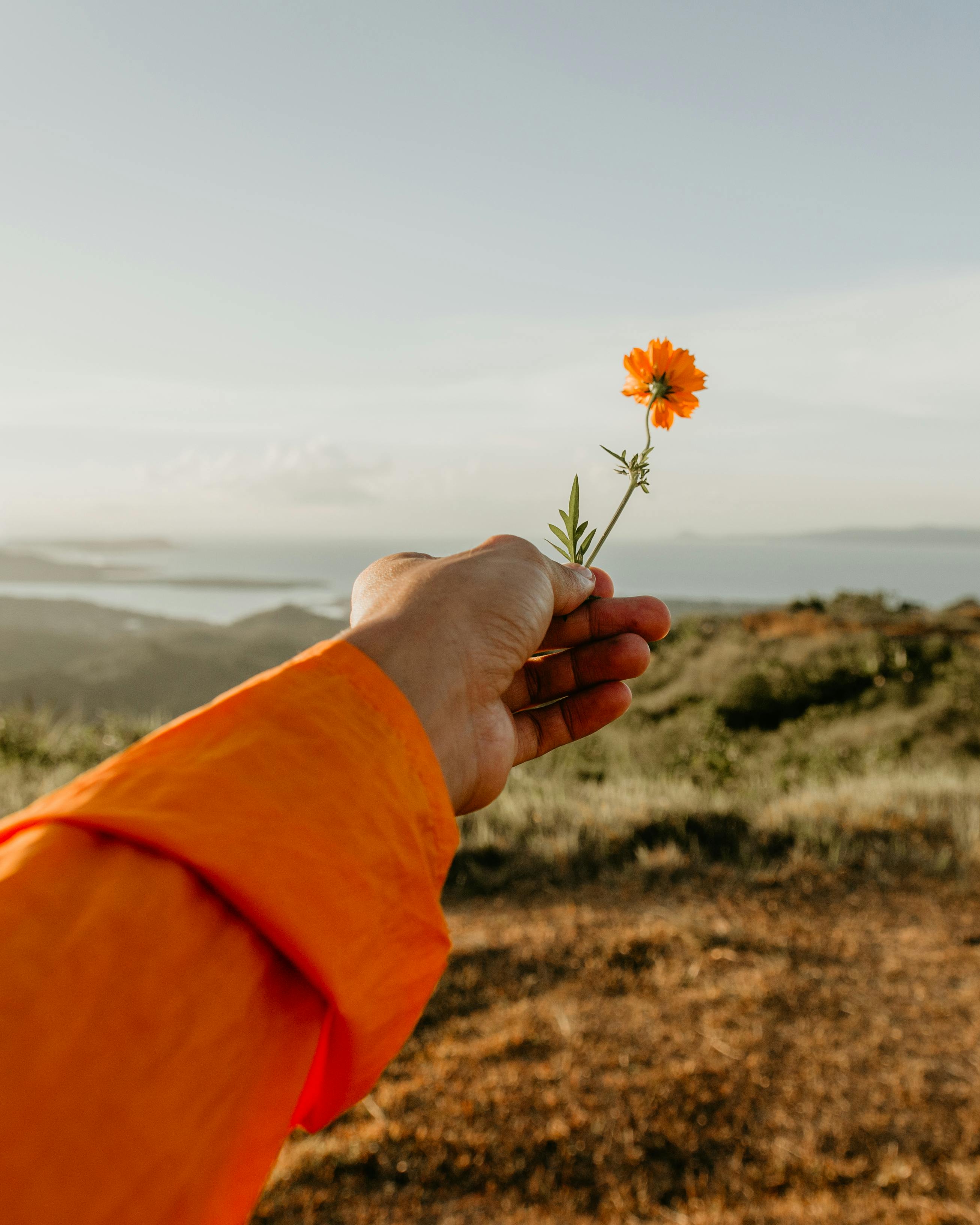 Pessoa Segurando Uma Flor · Foto profissional gratuita
