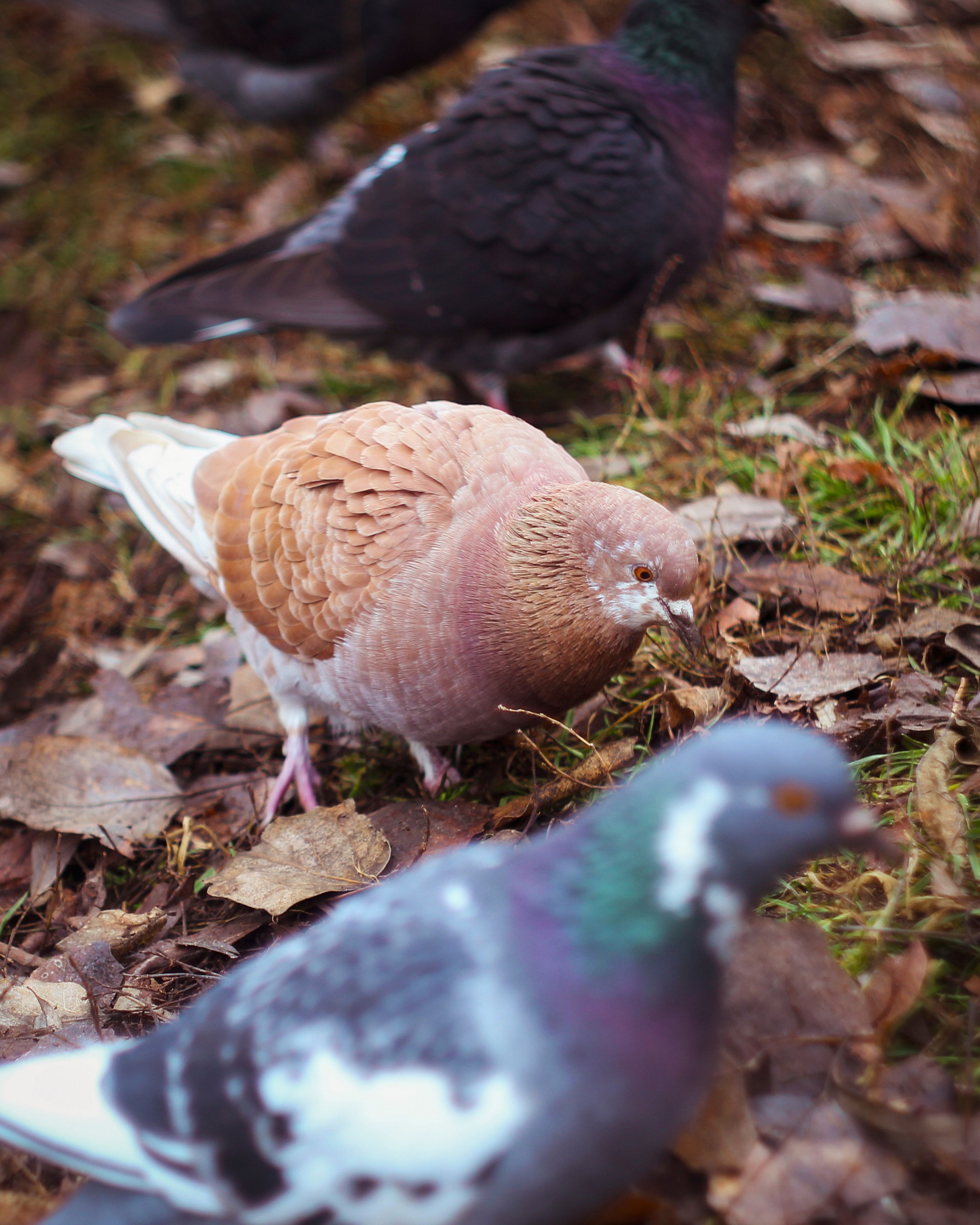 Pigeons Pecking on Ground · Free Stock Photo