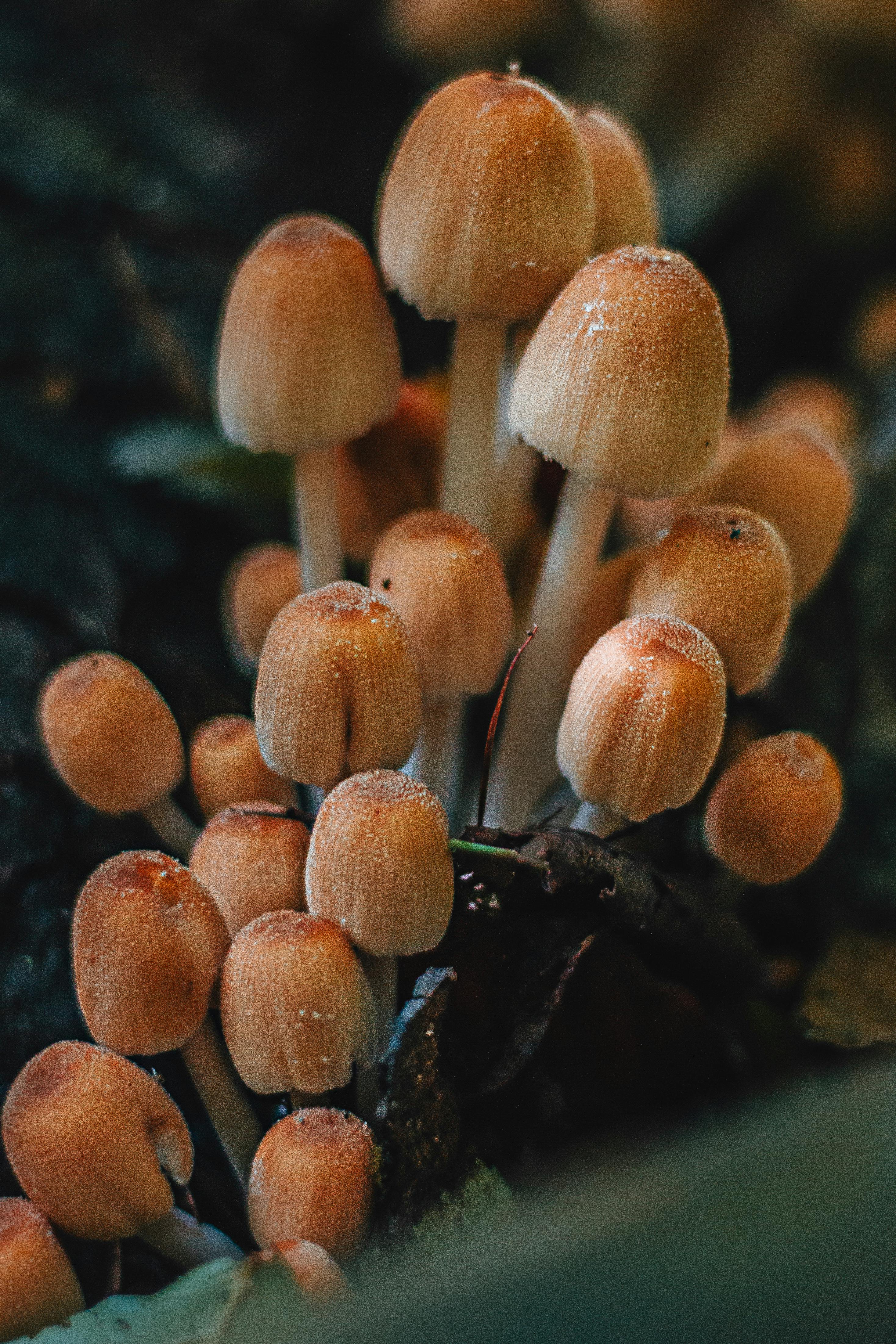 Close-up Photo of Mushrooms · Free Stock Photo