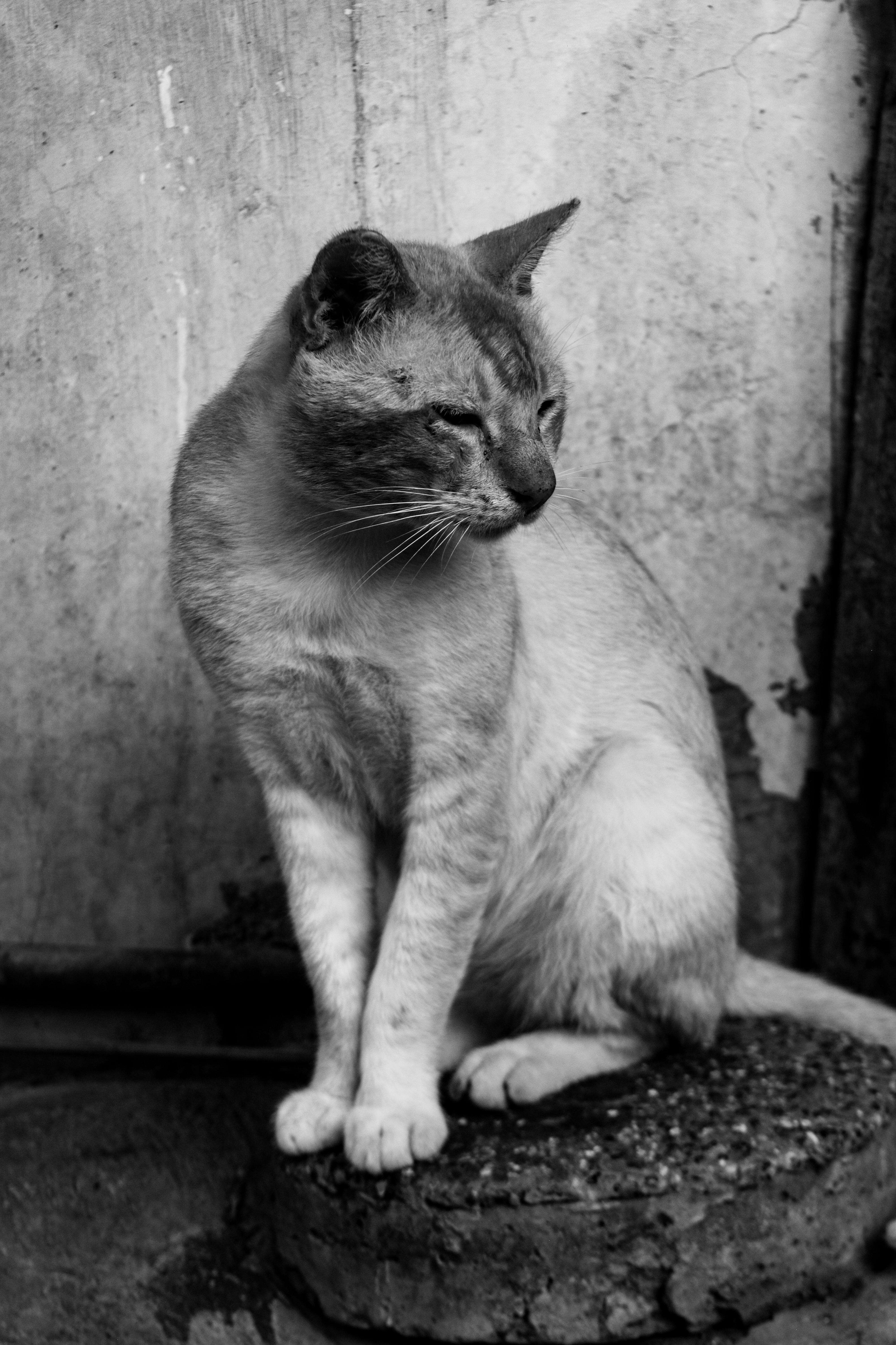Grayscale Photo of a Cat · Free Stock Photo