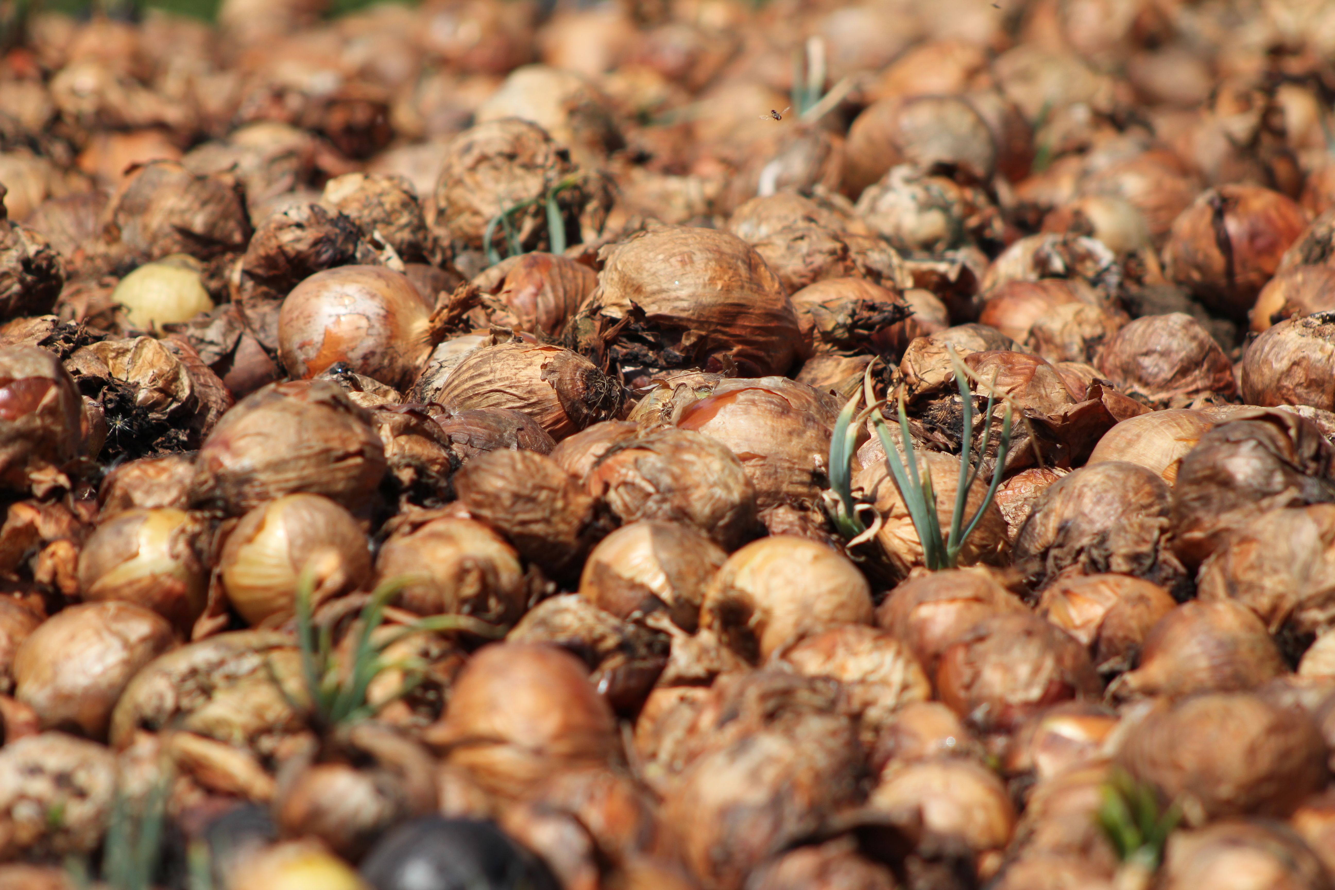 Dried Onions Photos, Download The BEST Free Dried Onions Stock Photos ...