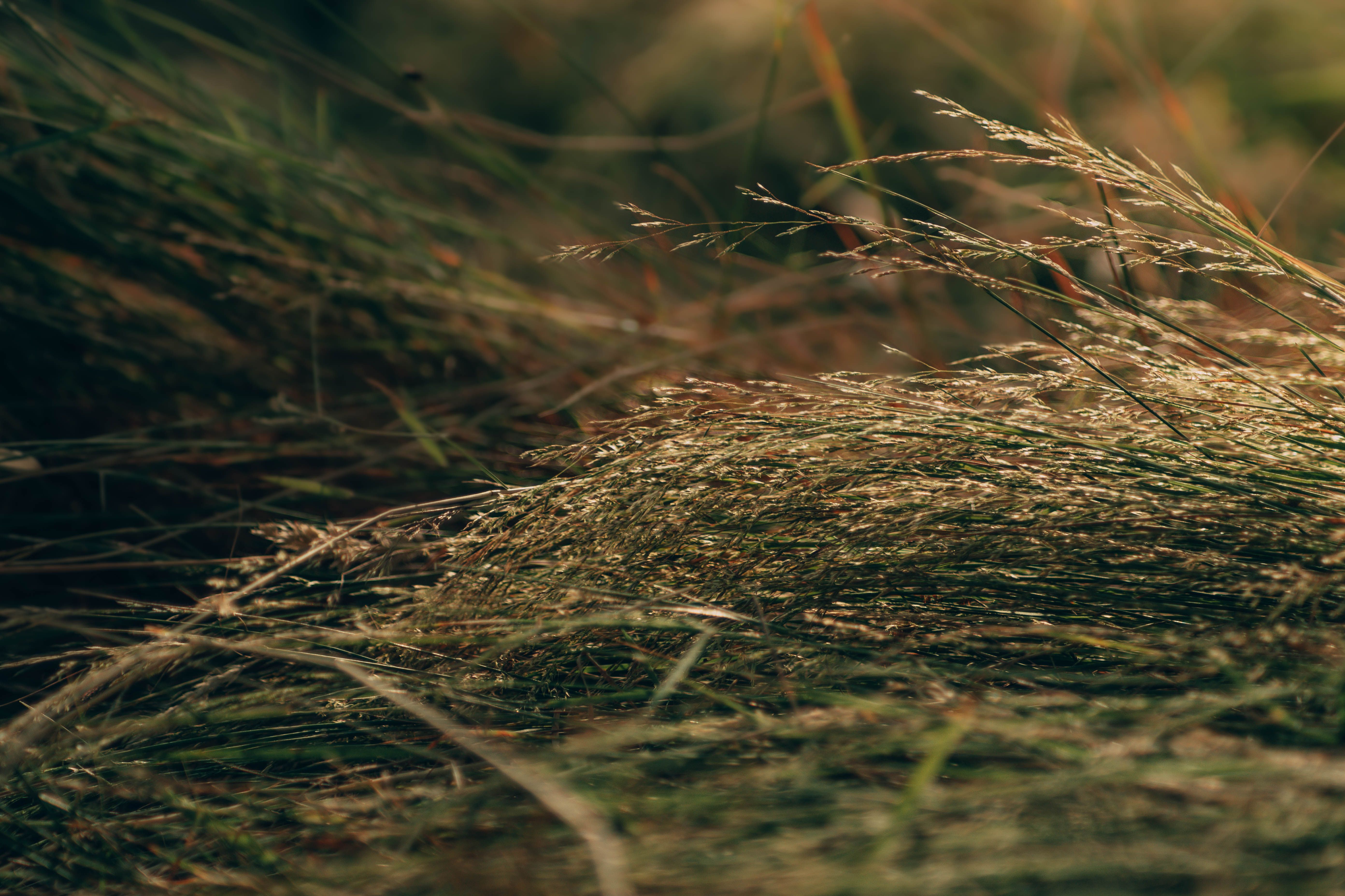 Close-up of Wild Grass · Free Stock Photo