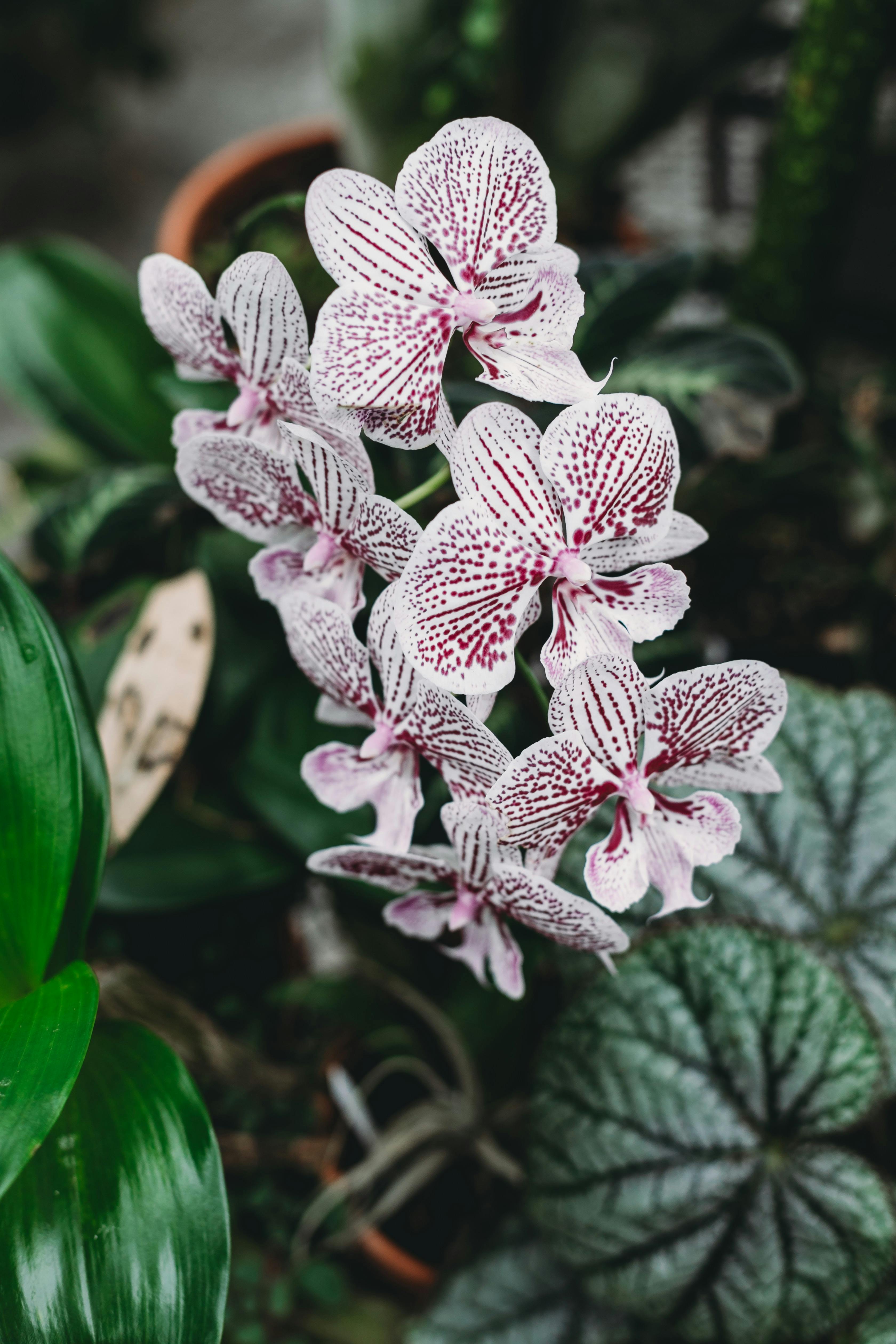 Vanda Photos, Download The BEST Free Vanda Stock Photos & HD Images