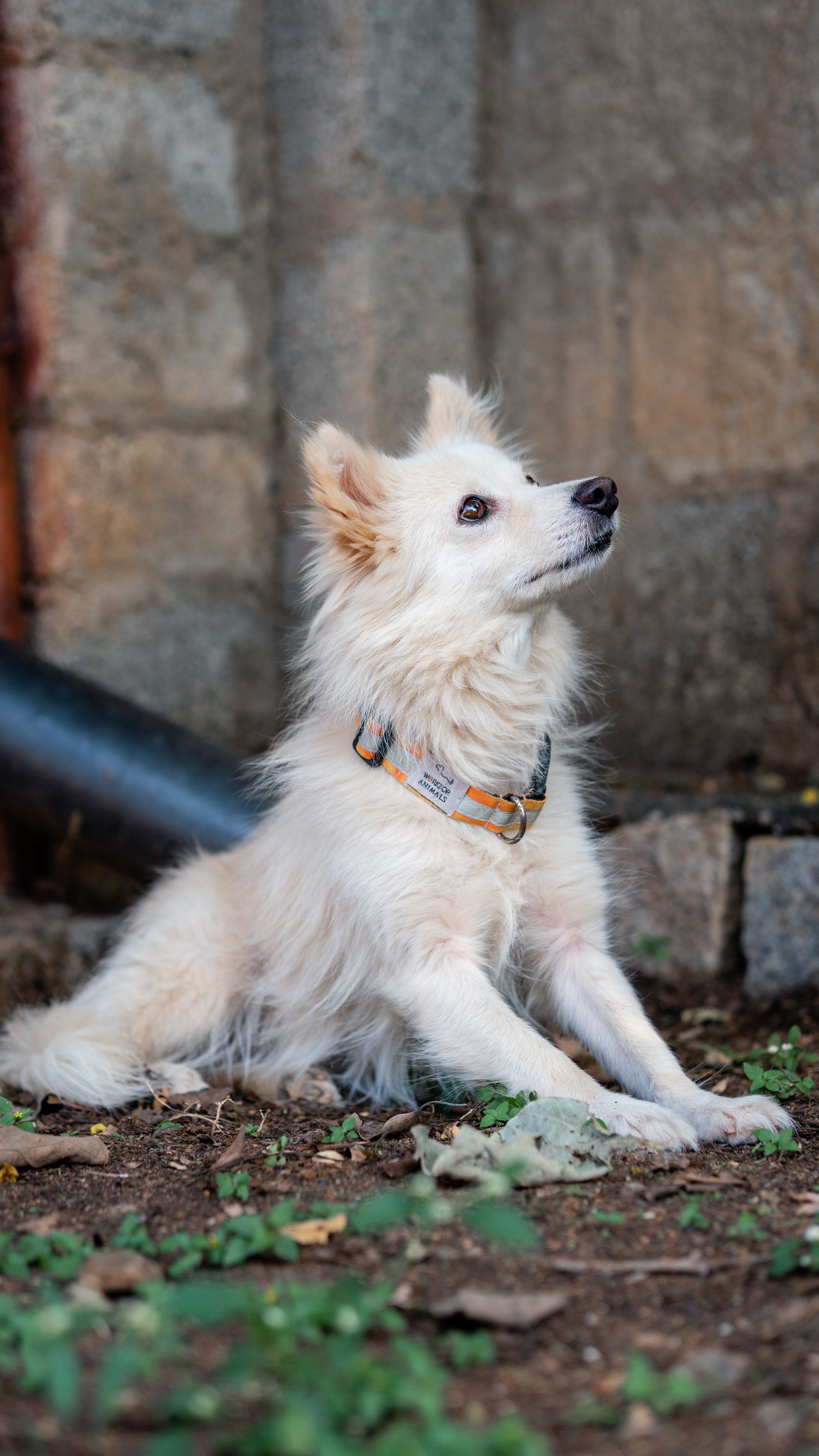 Photo of a Dog Stretching · Free Stock Photo