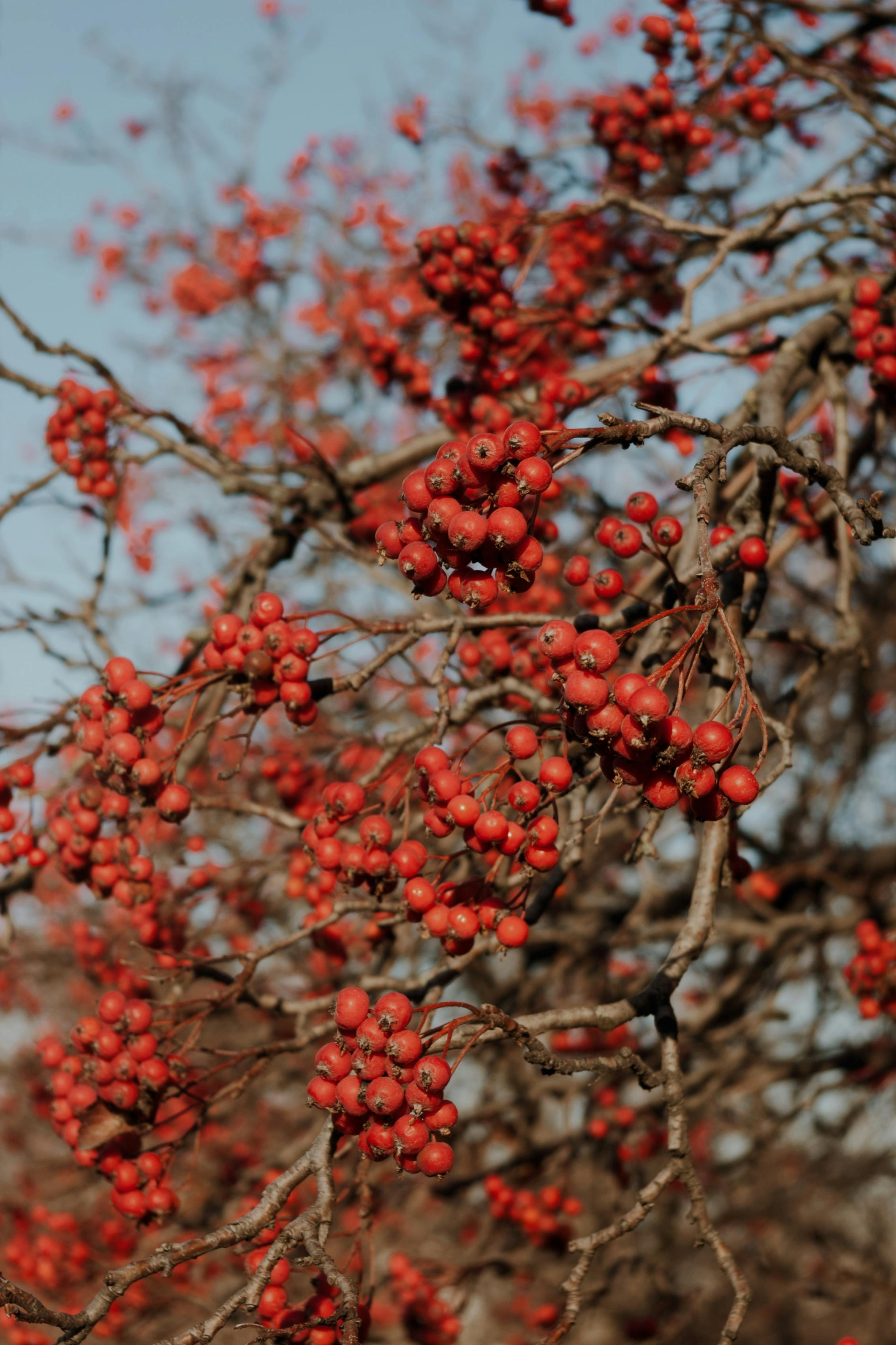 Red Round Fruits on the Tree · Free Stock Photo