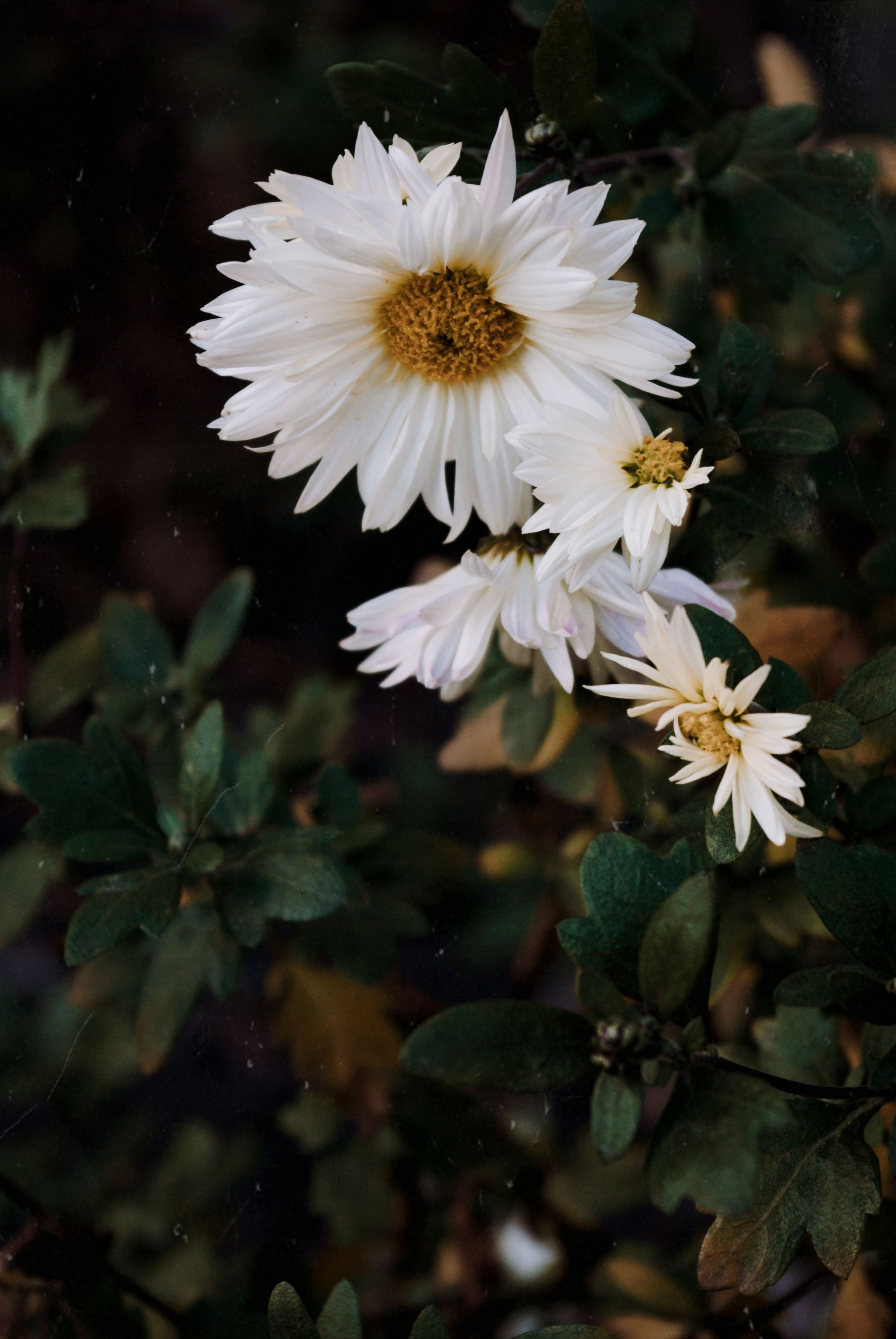 Close up of a Small Flower · Free Stock Photo