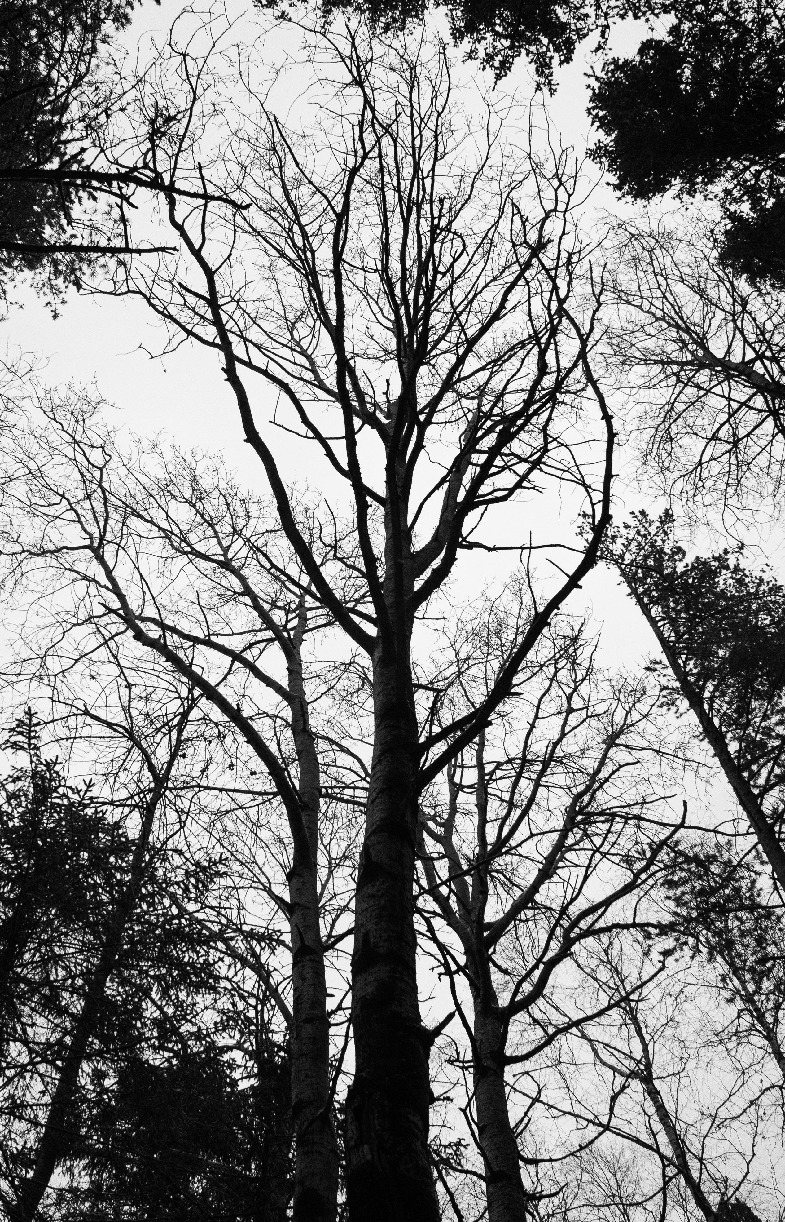 Grayscale Photo of a Bare Tree · Free Stock Photo