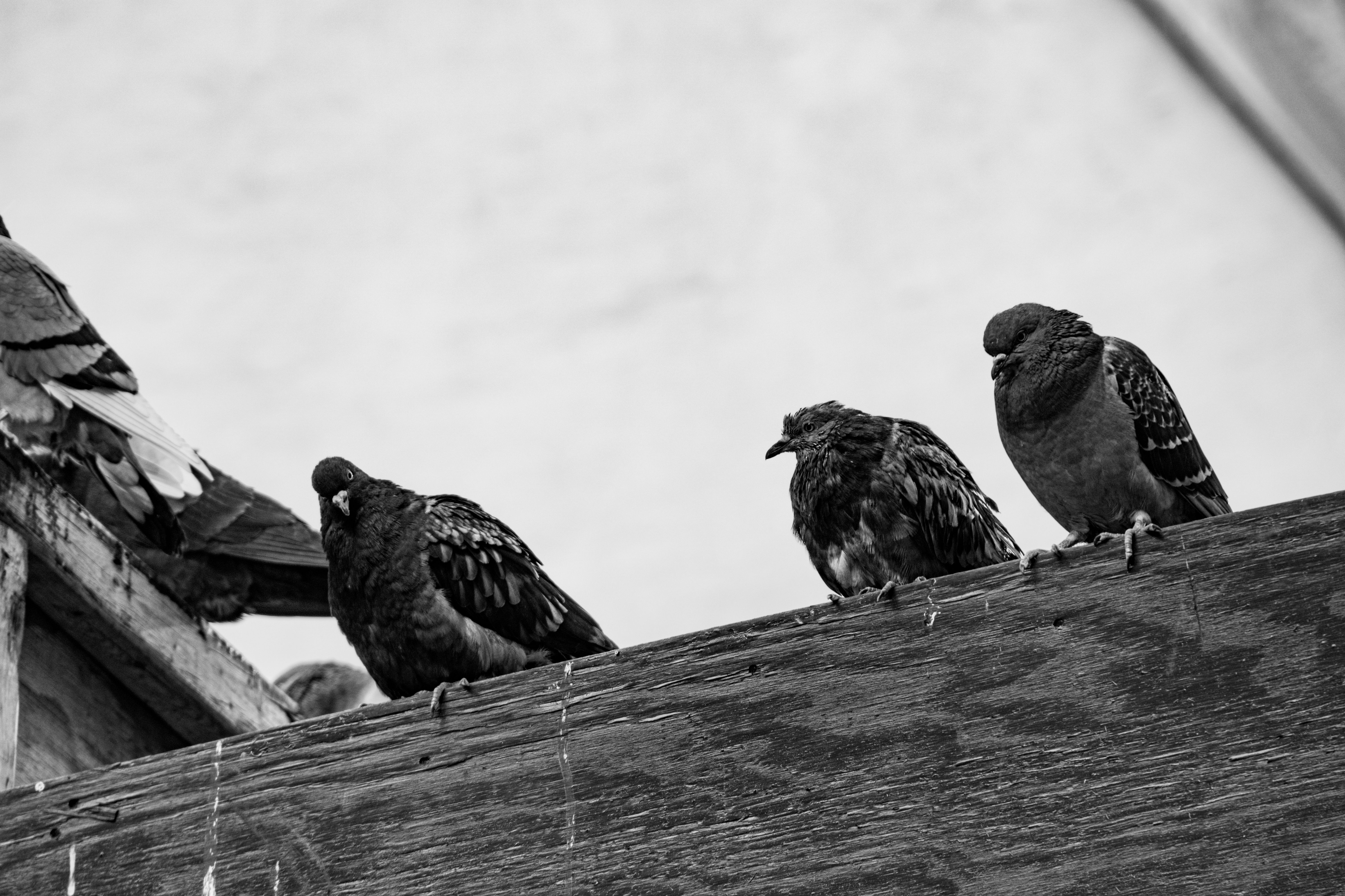 Grayscale Photo of Pigeons on Wooden Fence · Free Stock Photo