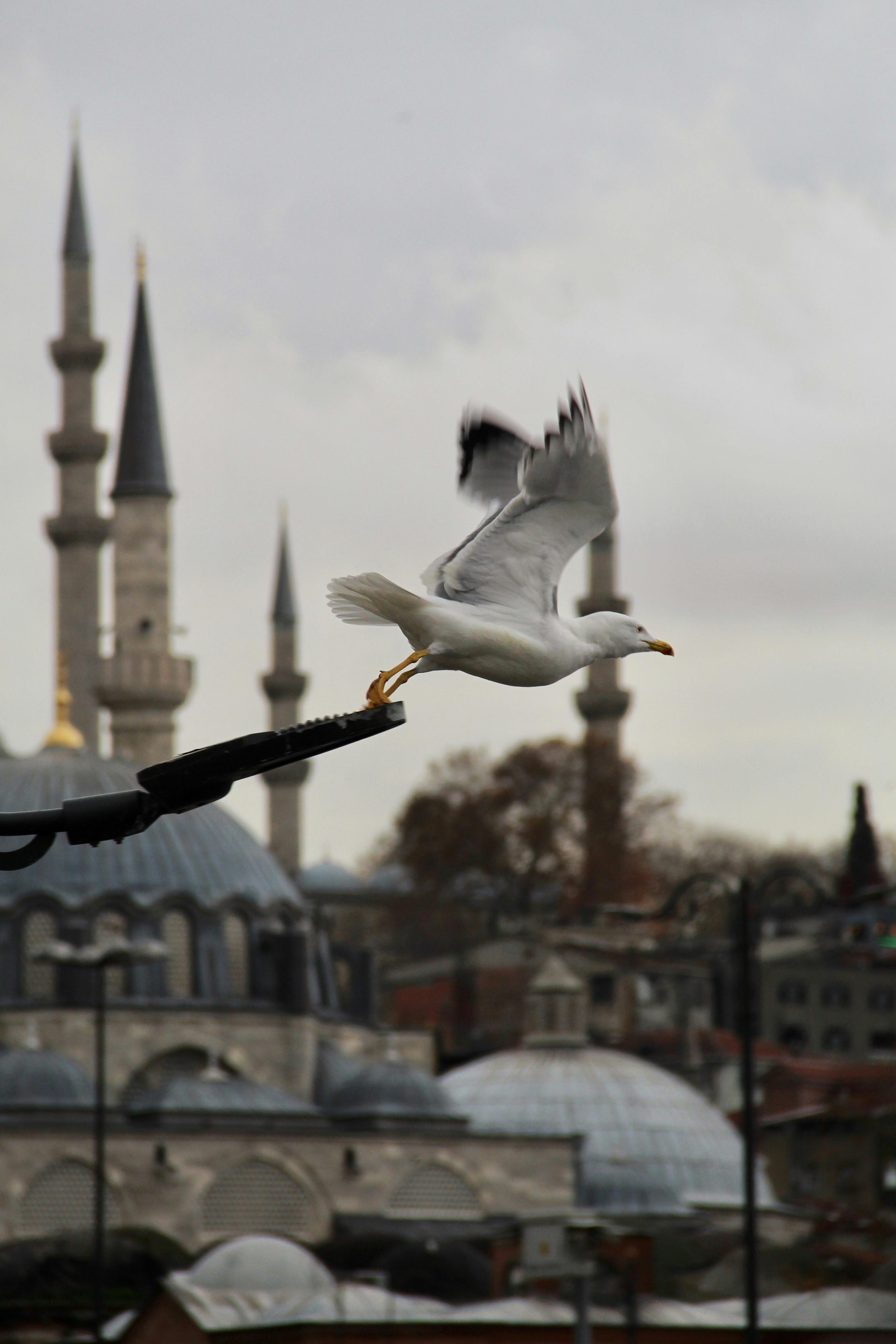 A Seagull Taking Flight · Free Stock Photo