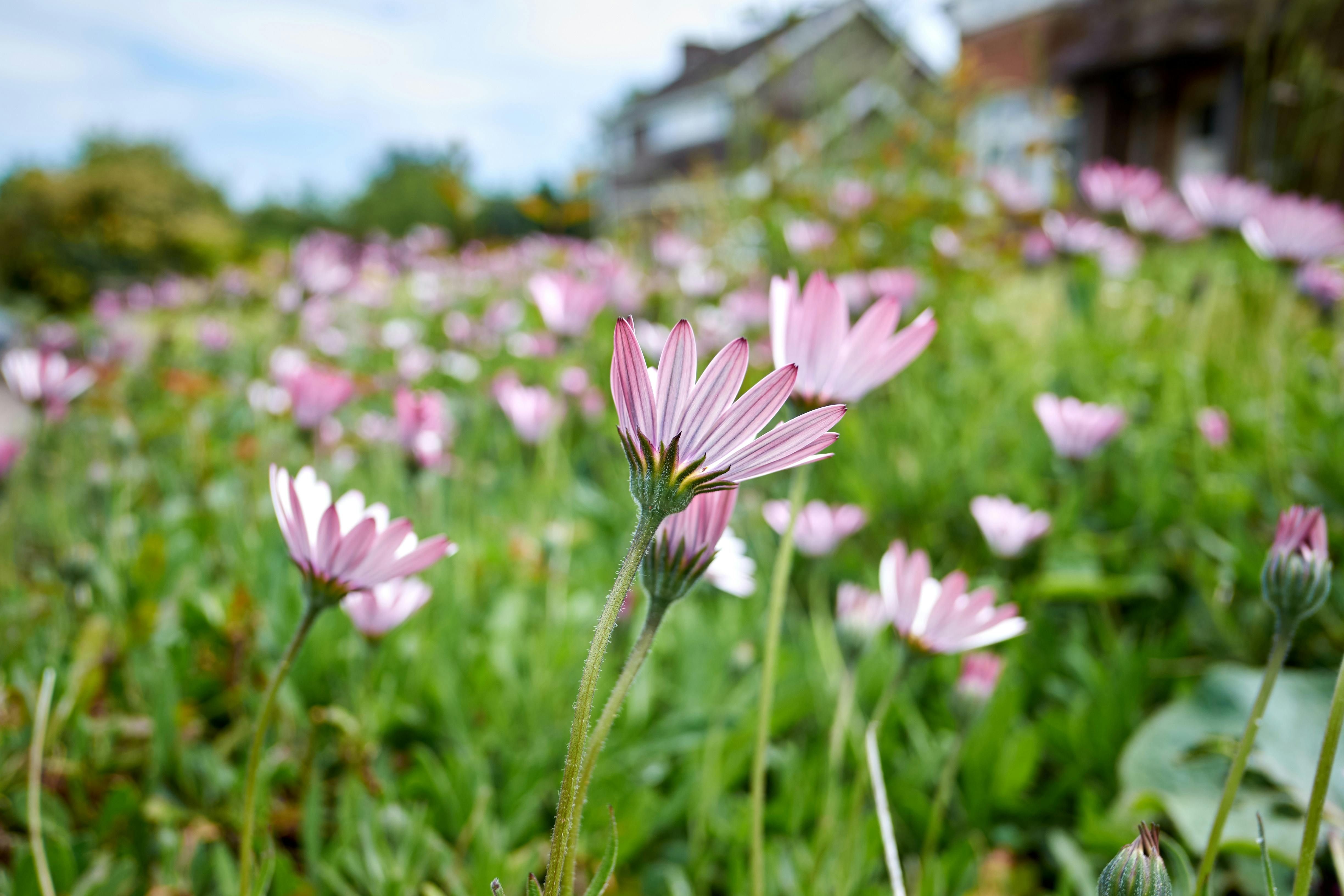 Pink Flowers on a Field · Free Stock Photo