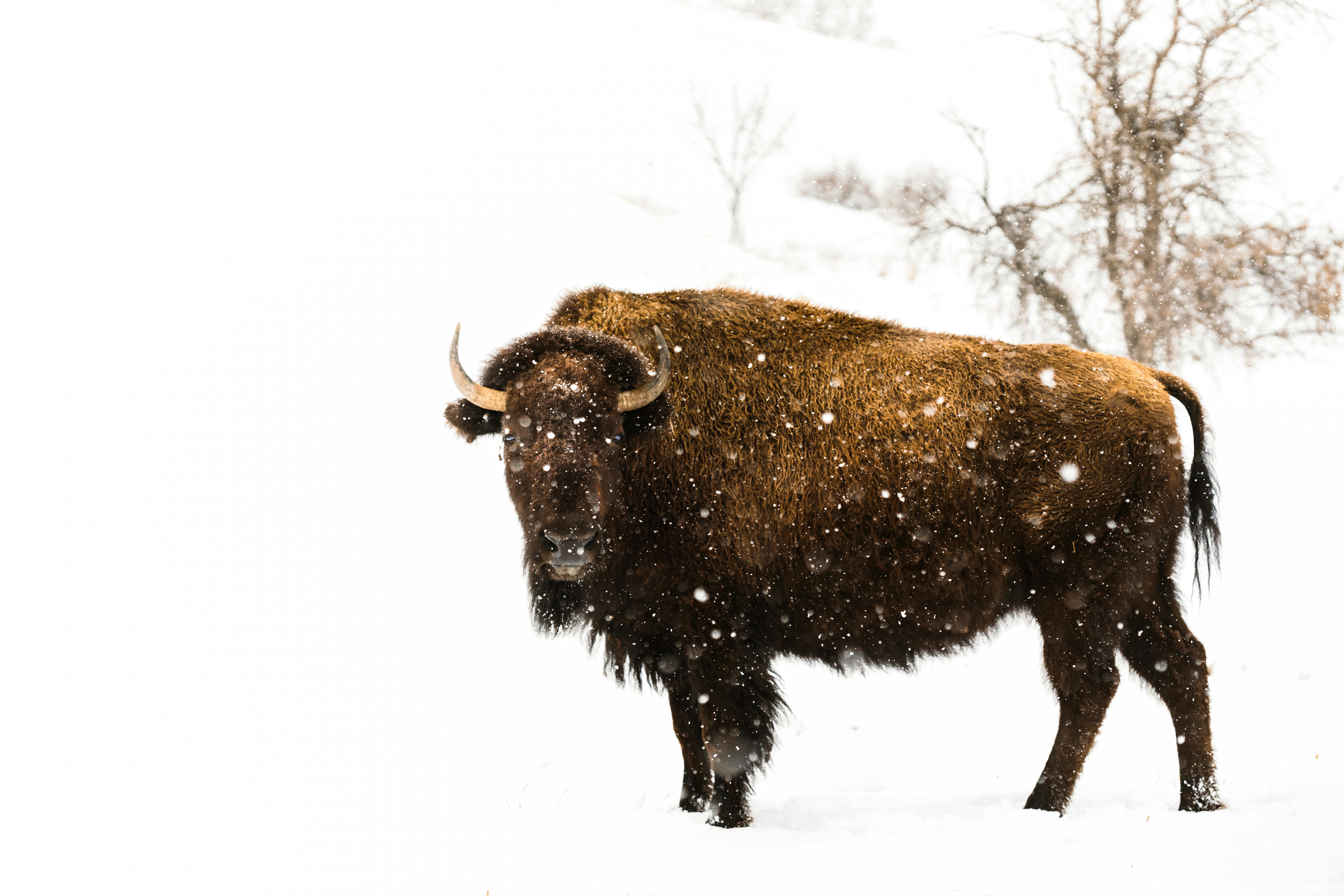 Brown Bison on Snow Covered Ground · Free Stock Photo