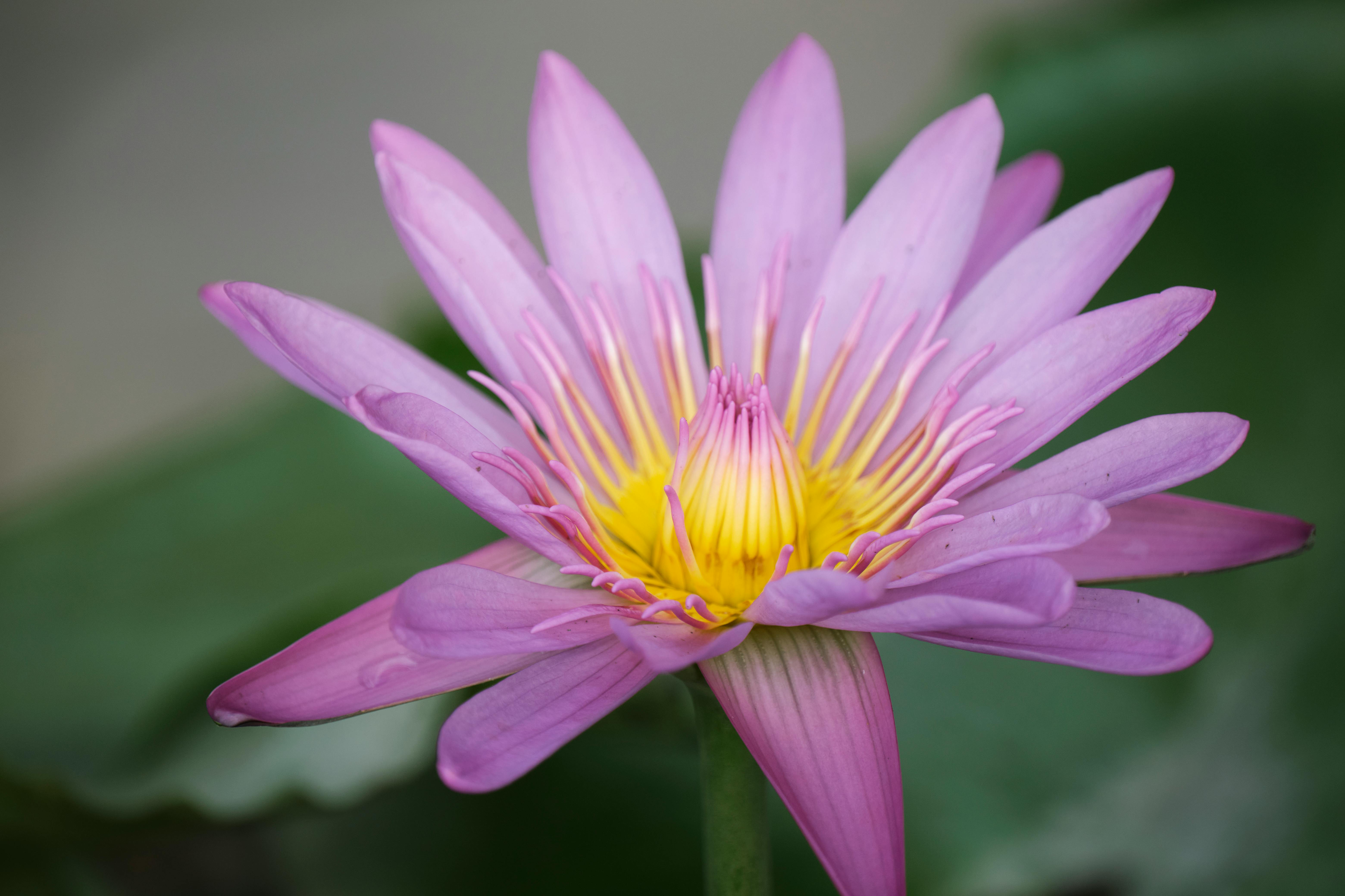 Water Lily and Lotus Flower on Water · Free Stock Photo
