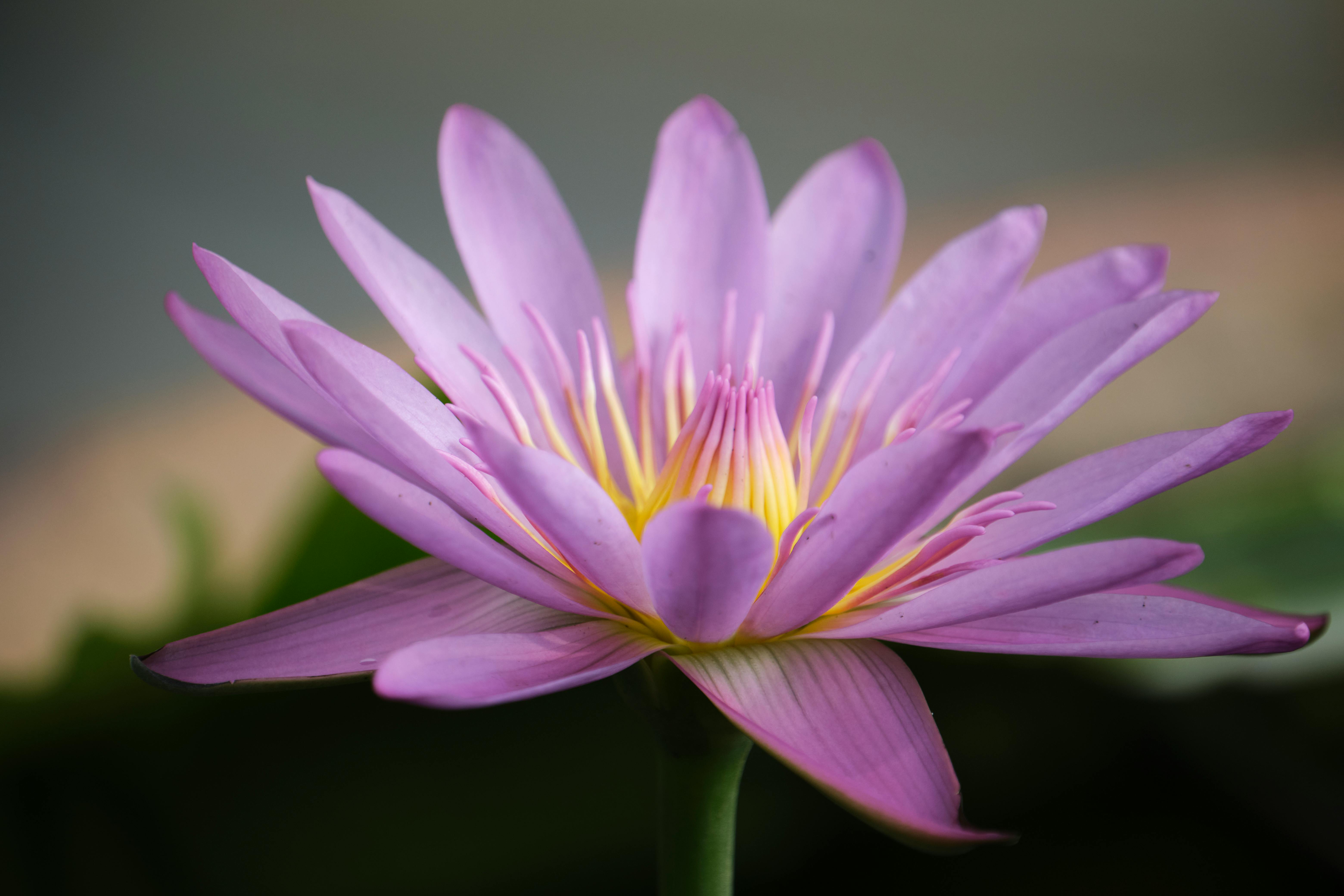 Egyptian Lotus Photos, Download The BEST Free Egyptian Lotus Stock ...