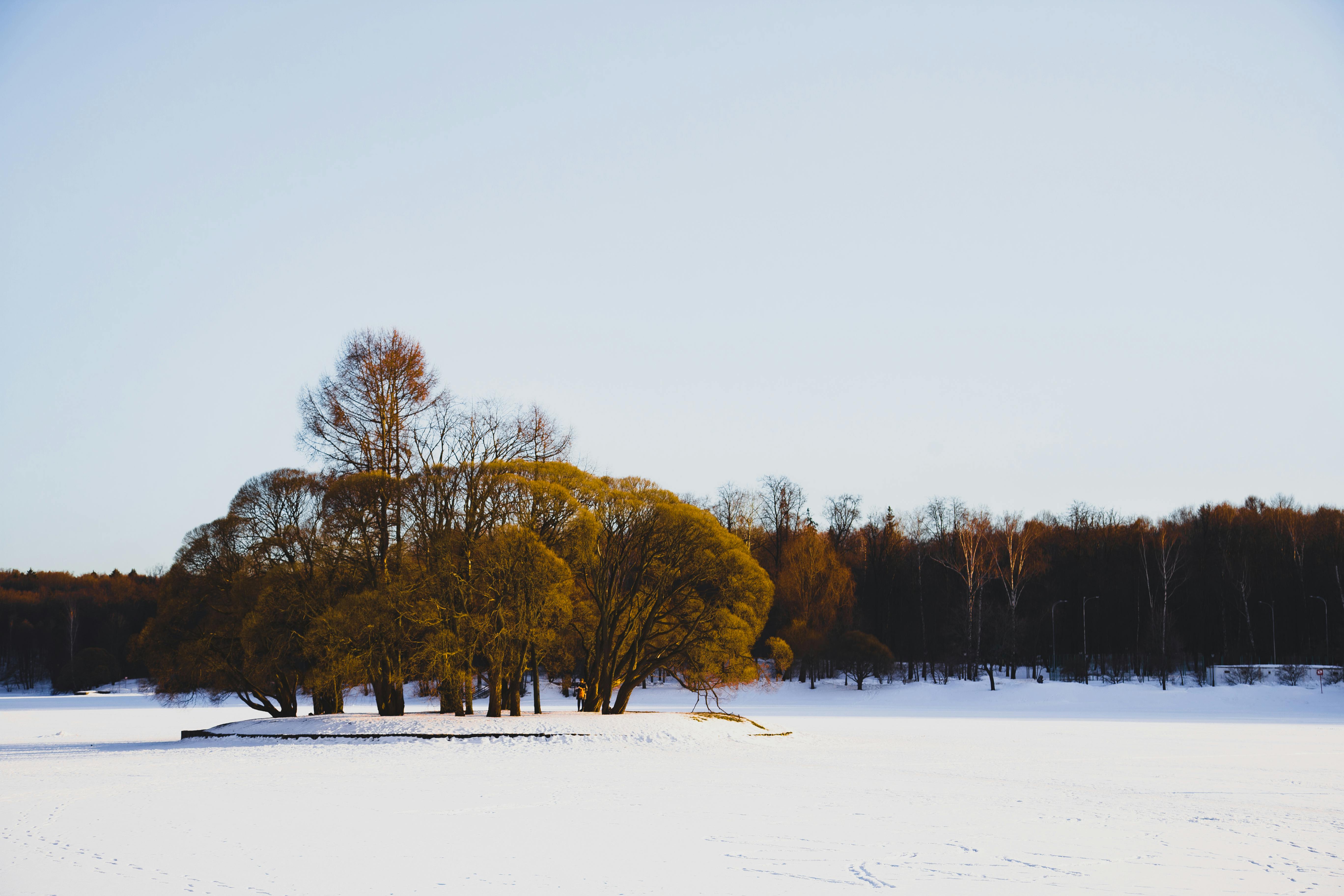 A Park in Winter · Free Stock Photo