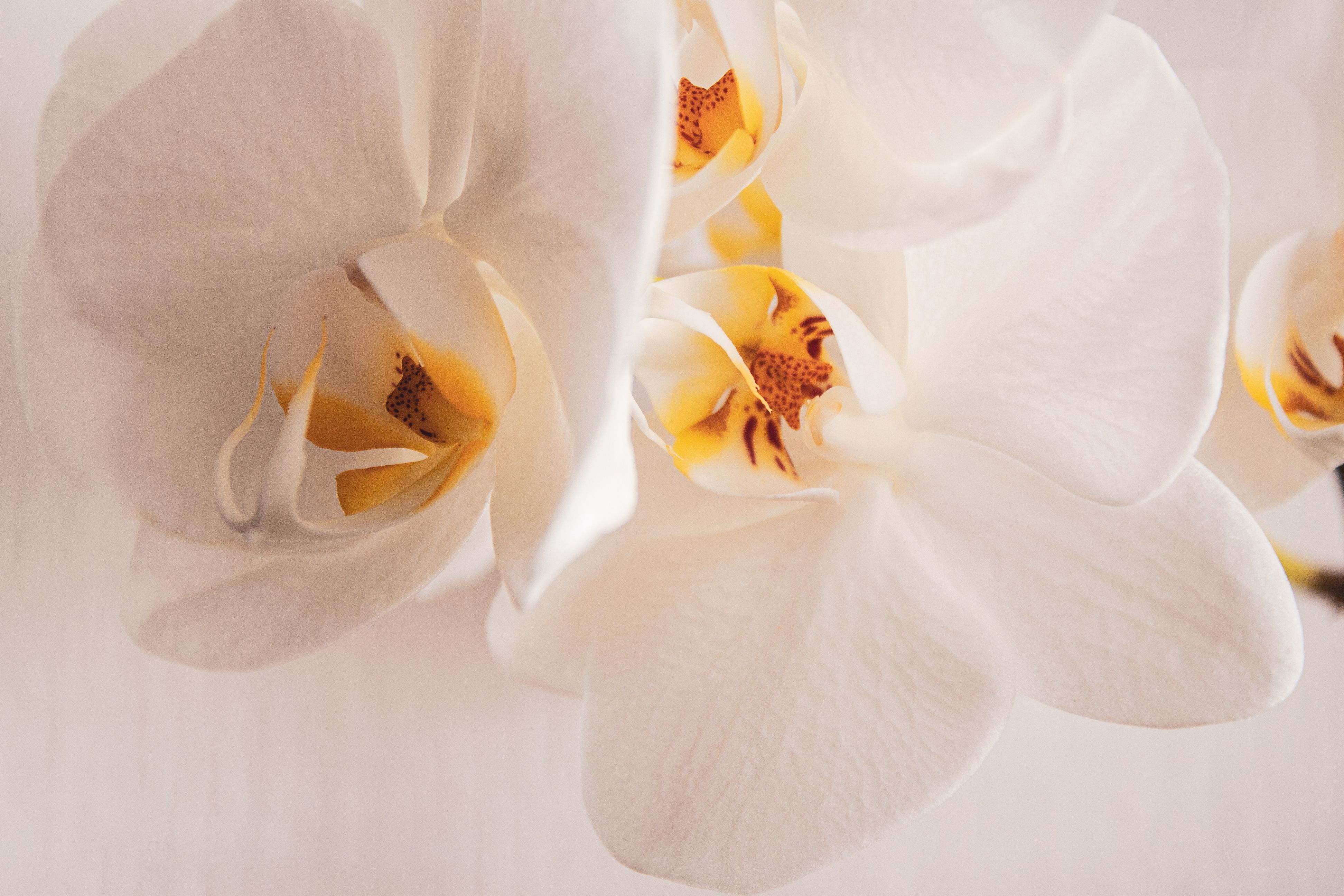 White Flowers in Close Up Photography · Free Stock Photo