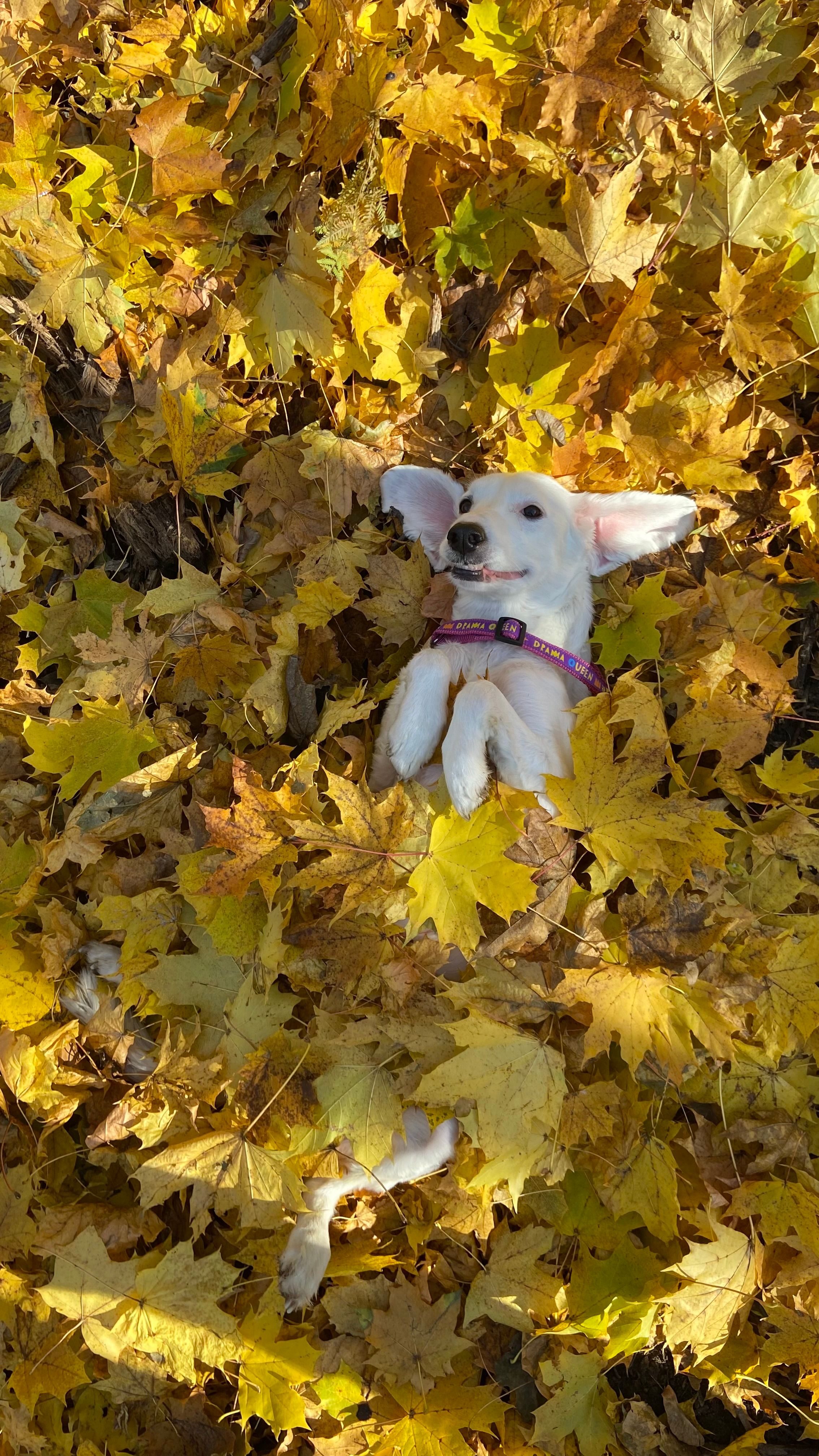 A Dog on Fallen Leaves · Free Stock Photo