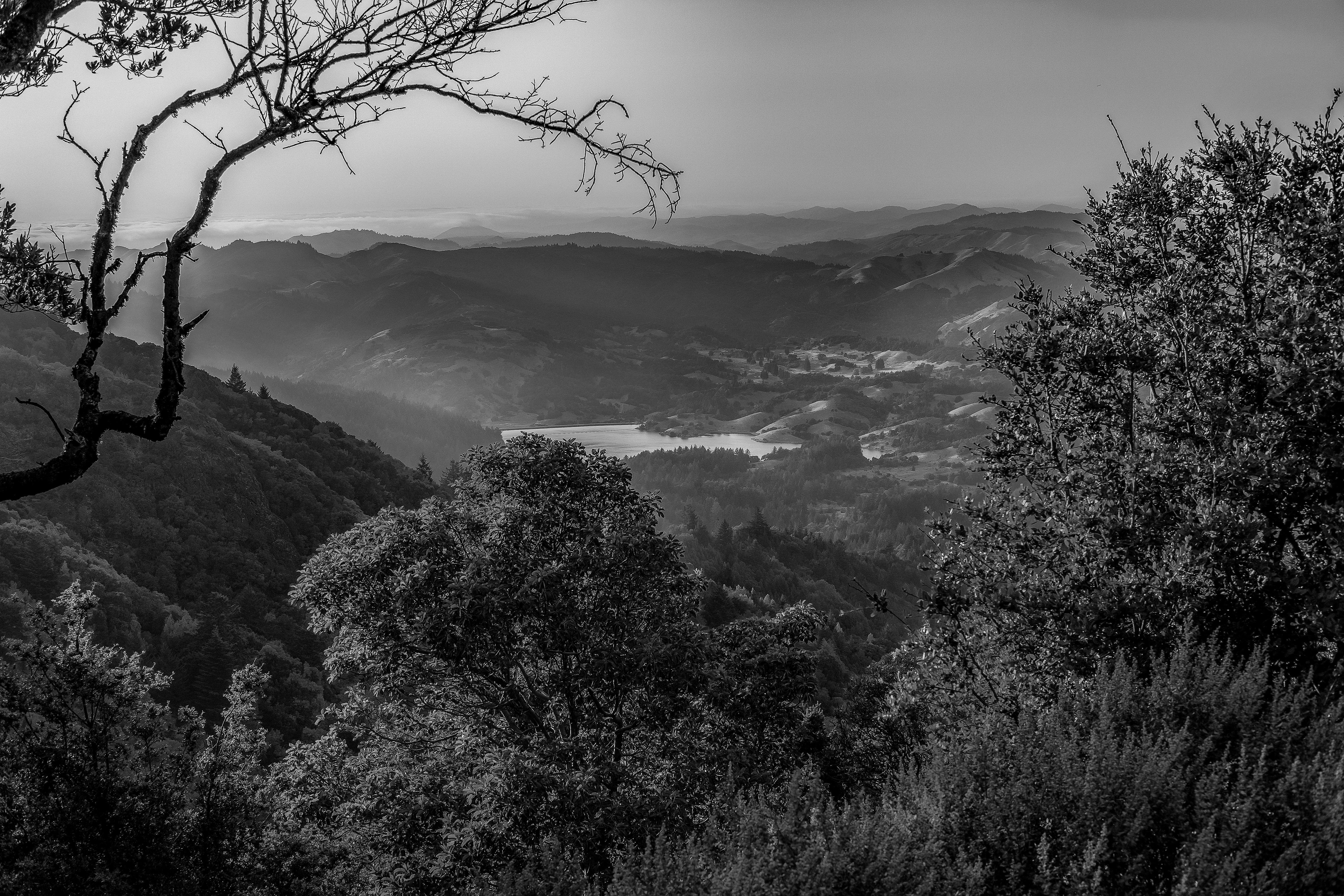 Grayscale Photo Of Tree · Free Stock Photo