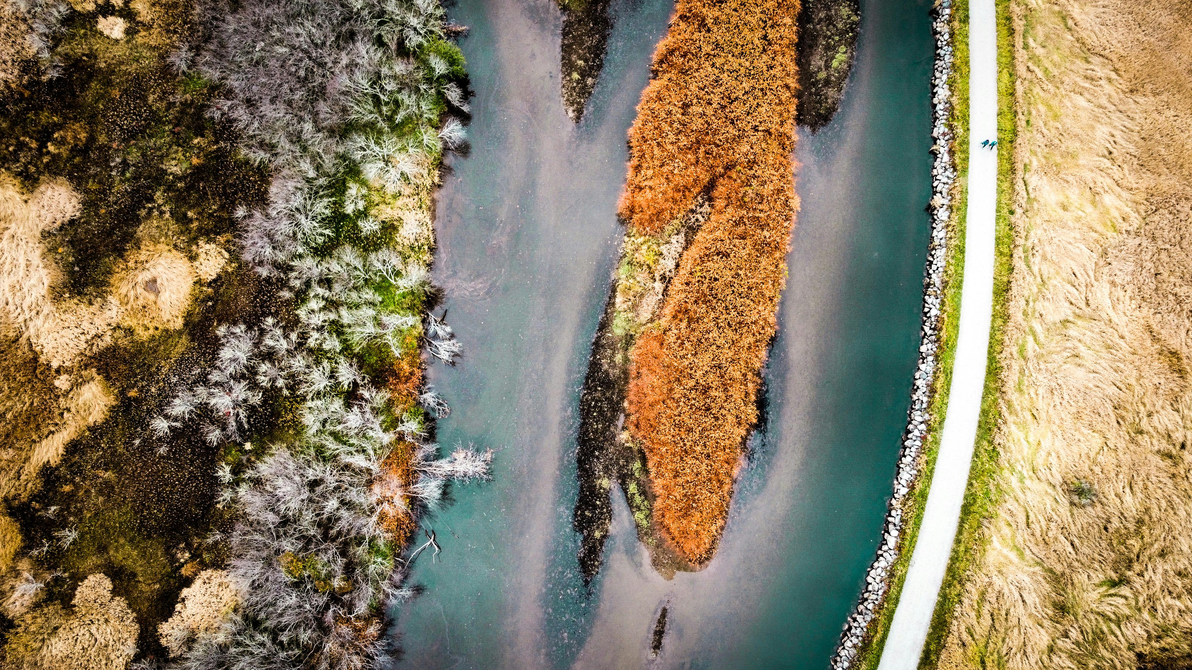 Trees on Sandbank and near River · Free Stock Photo