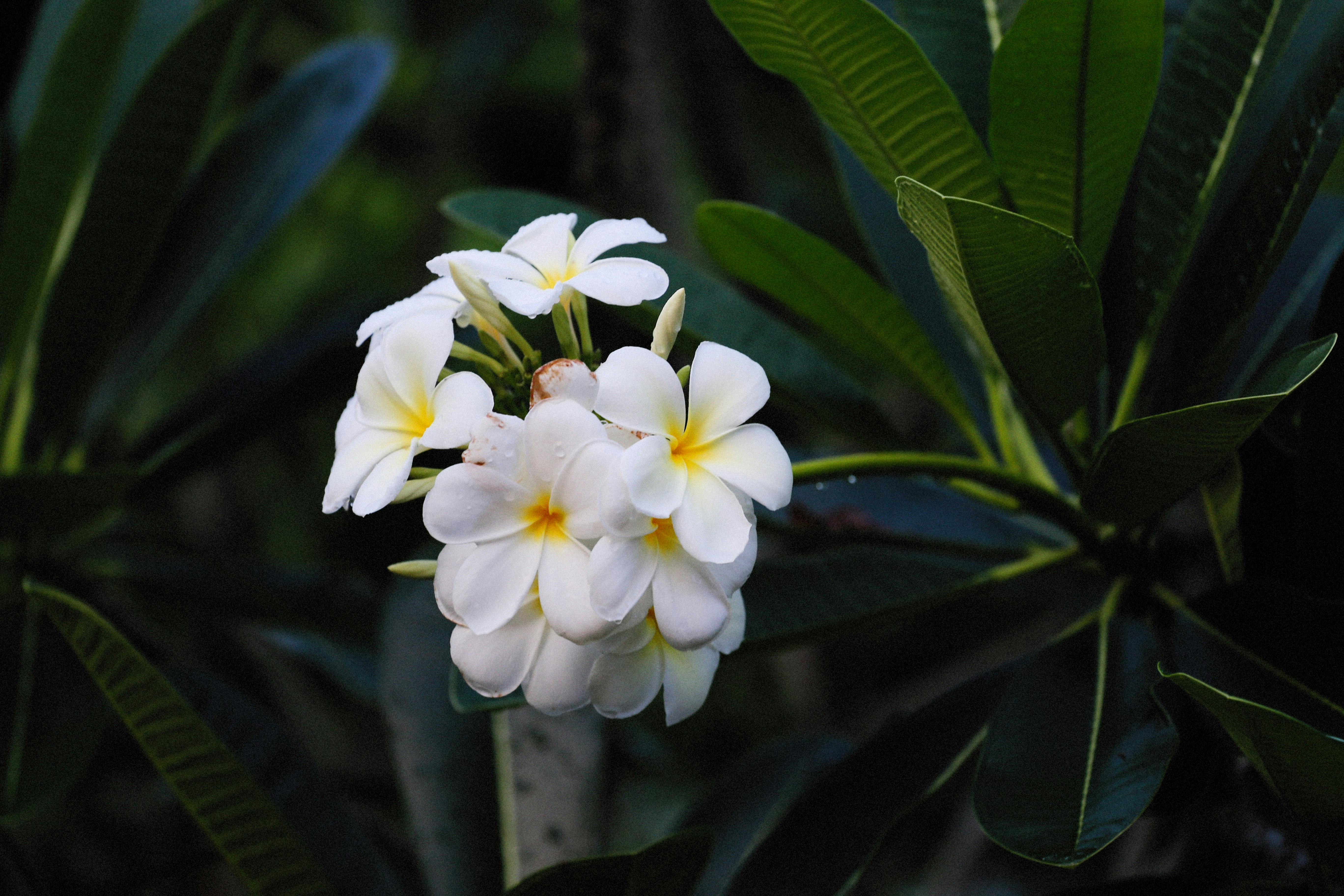 Shallow Focus of Blooming White Calachuchi Flowers · Free Stock Photo