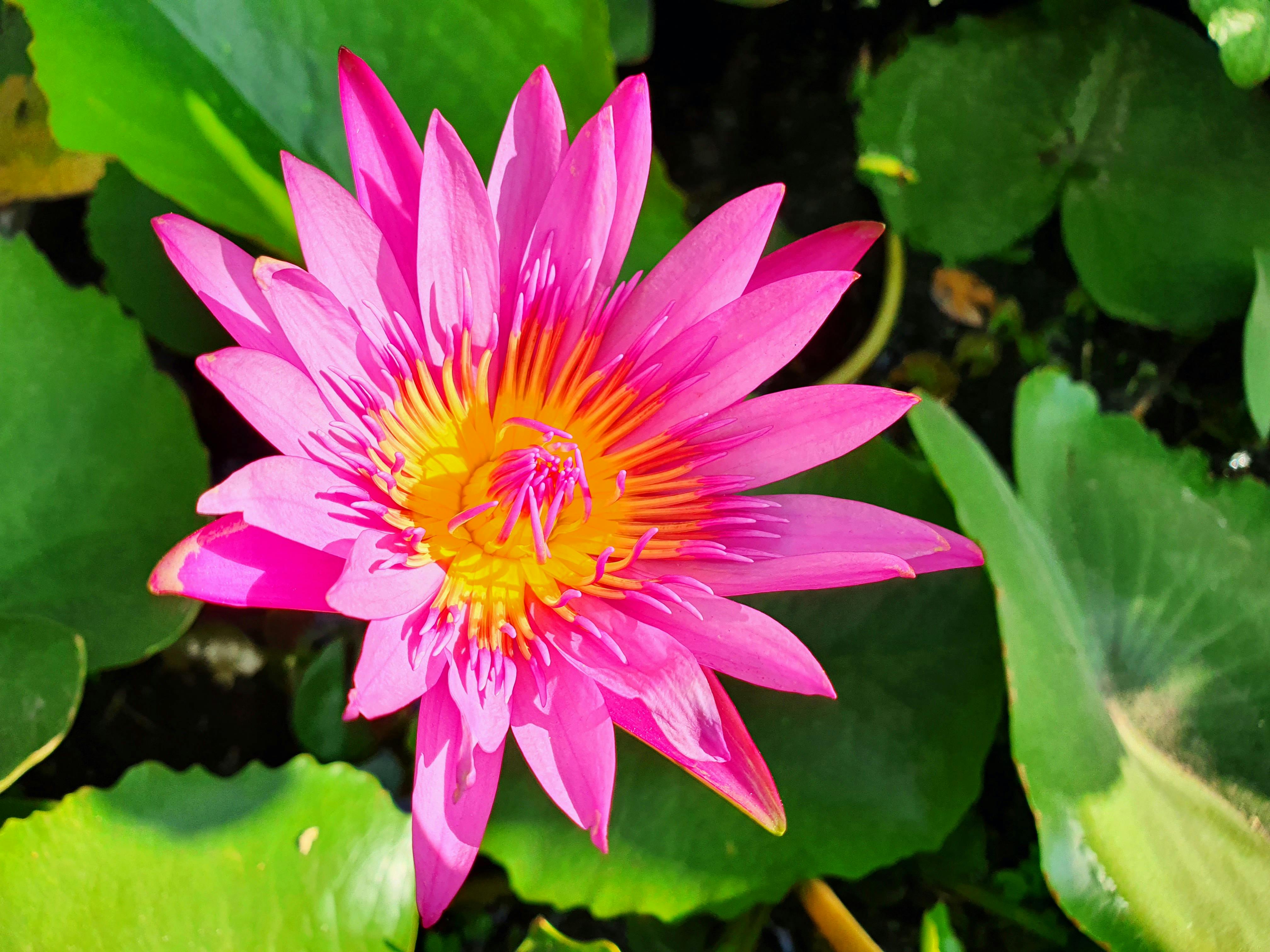 An Elegant Lily Flower in Bloom · Free Stock Photo An Elegant Lily Flower in Bloom · Free Stock Photo