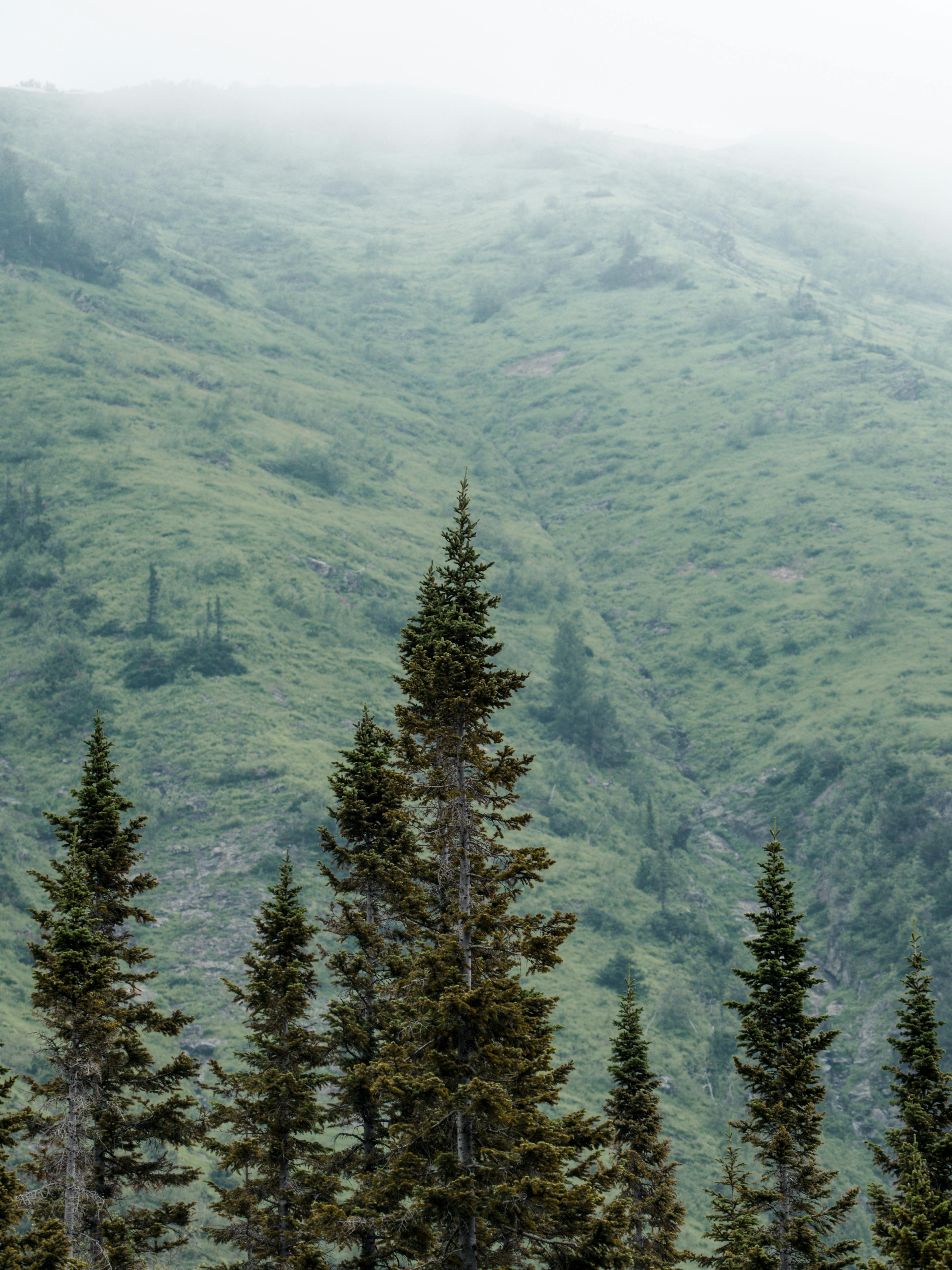 Tall Trees Near Mountain · Free Stock Photo