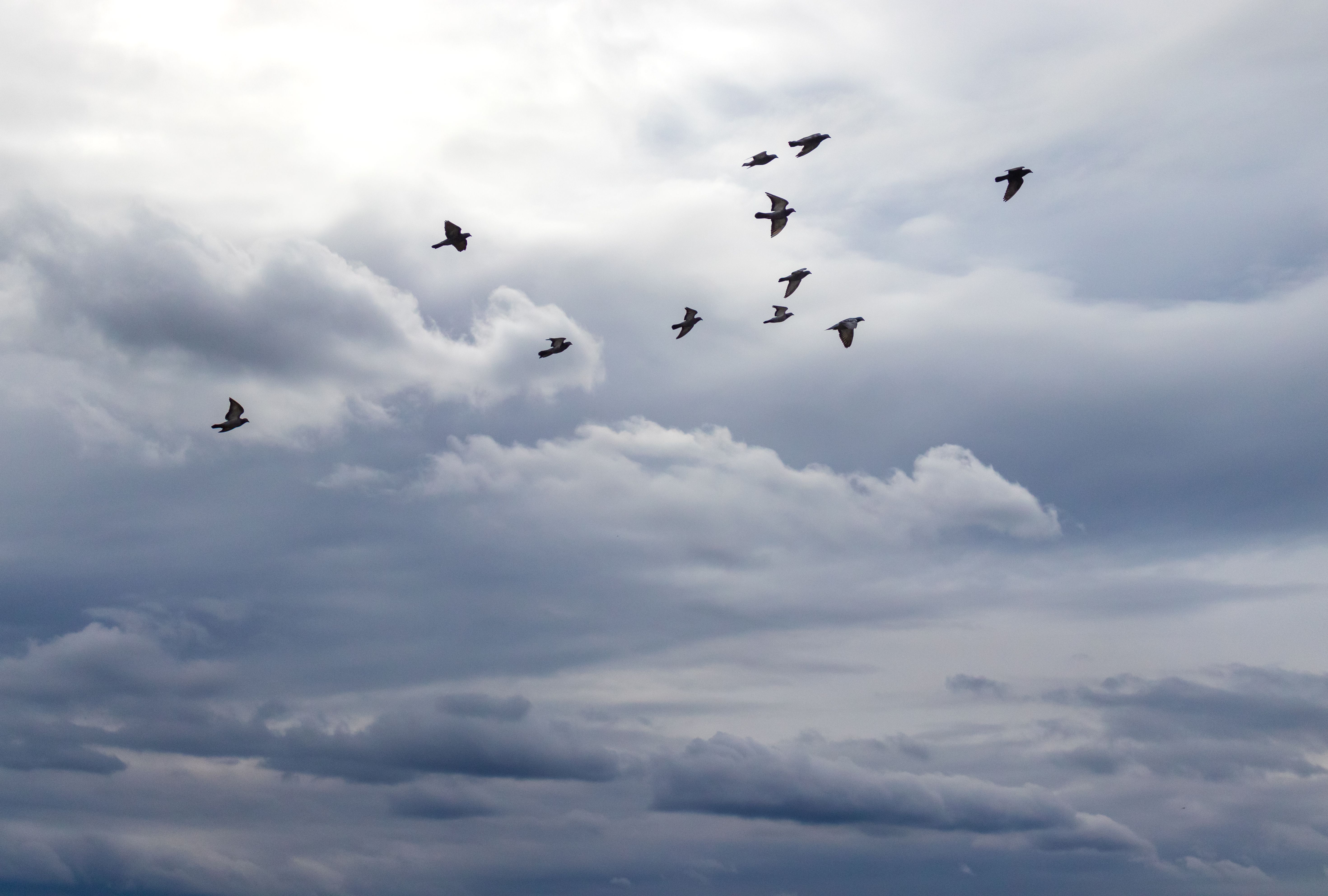 Flock Of Birds Flying Under Cloudy Sky · Free Stock Photo