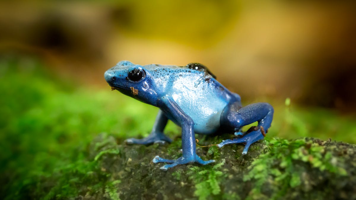 A Comprehensive Guide to Blue Spotted Salamanders