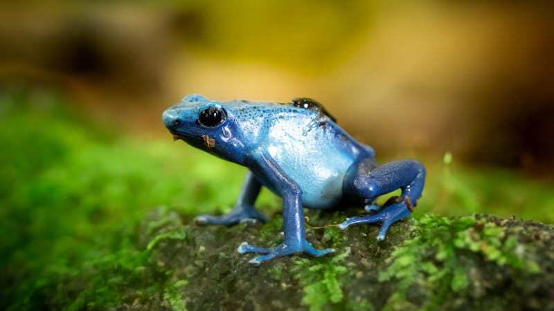 A Comprehensive Guide to Blue Spotted Salamanders
