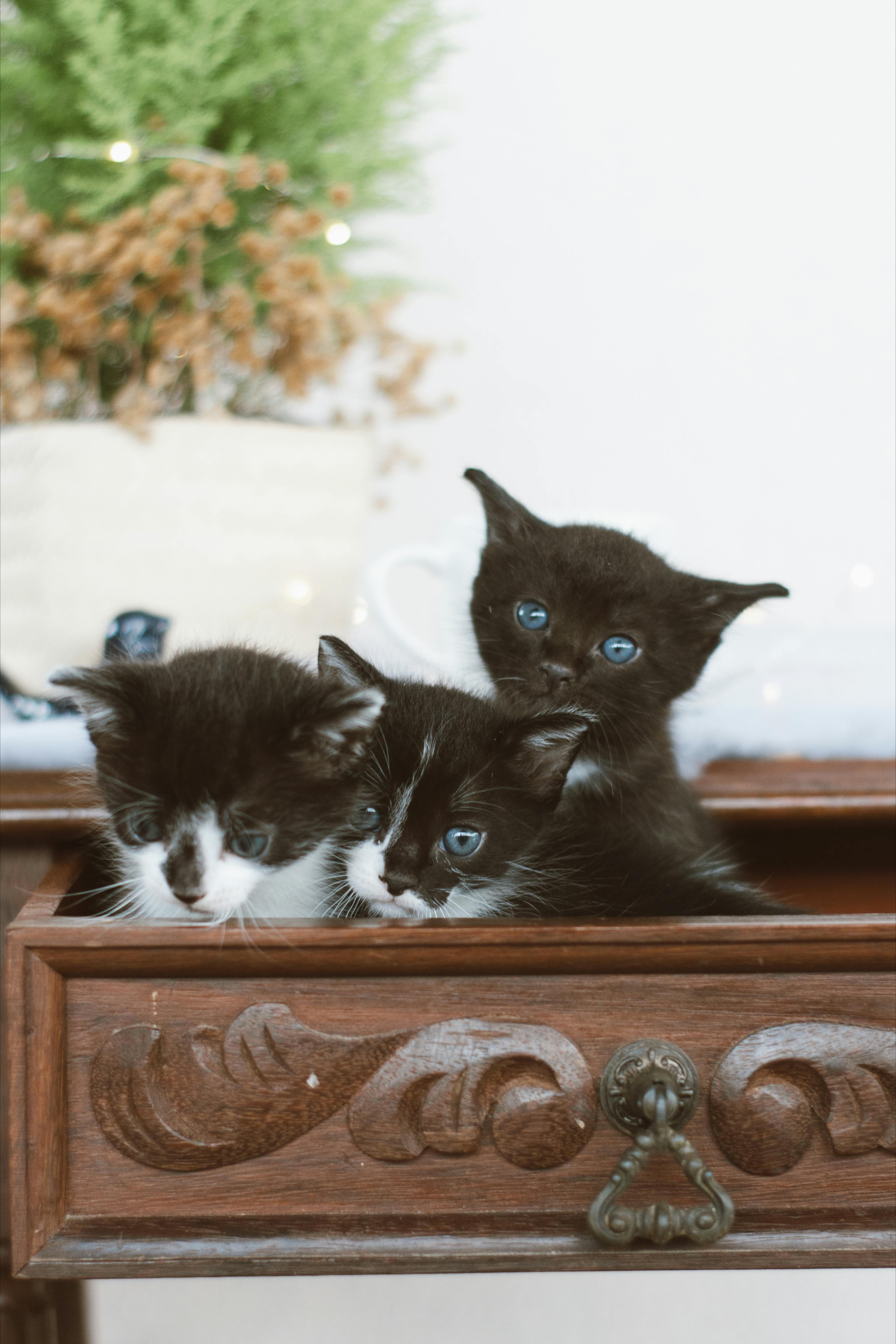 Cute Kittens in Drawer · Free Stock Photo