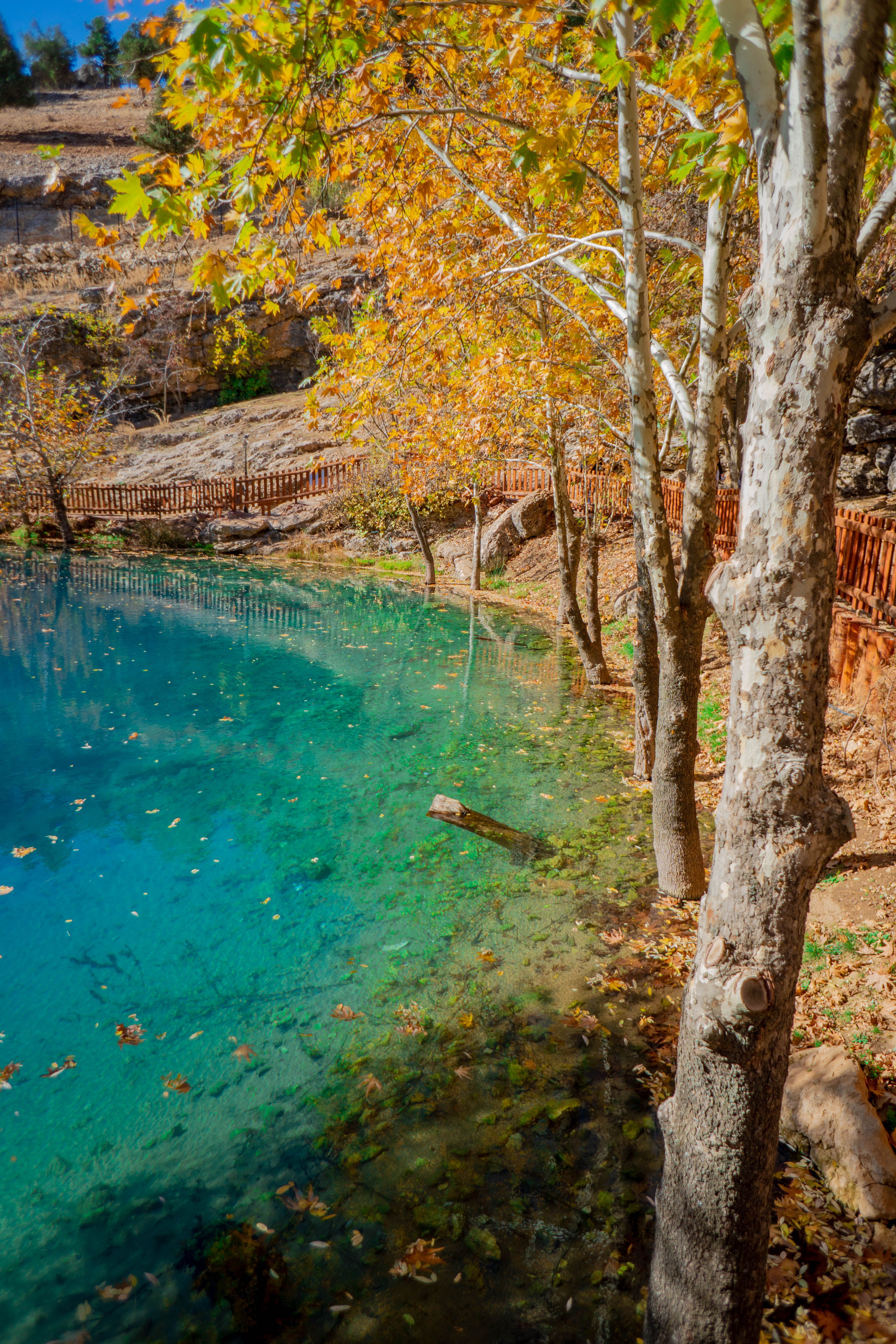 Turquoise Water on the Pond · Free Stock Photo