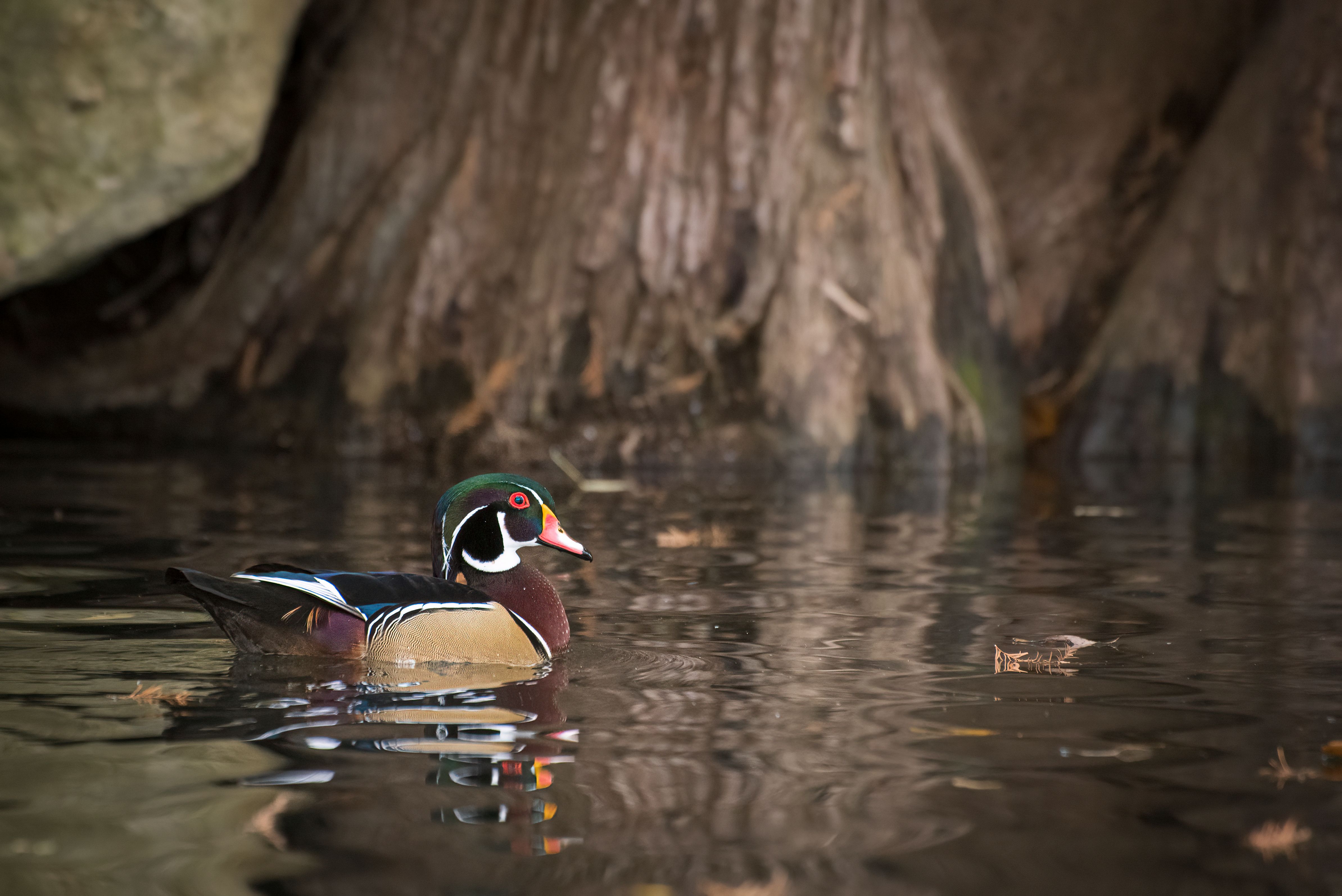 Photo of Duck on a Body of Water · Free Stock Photo