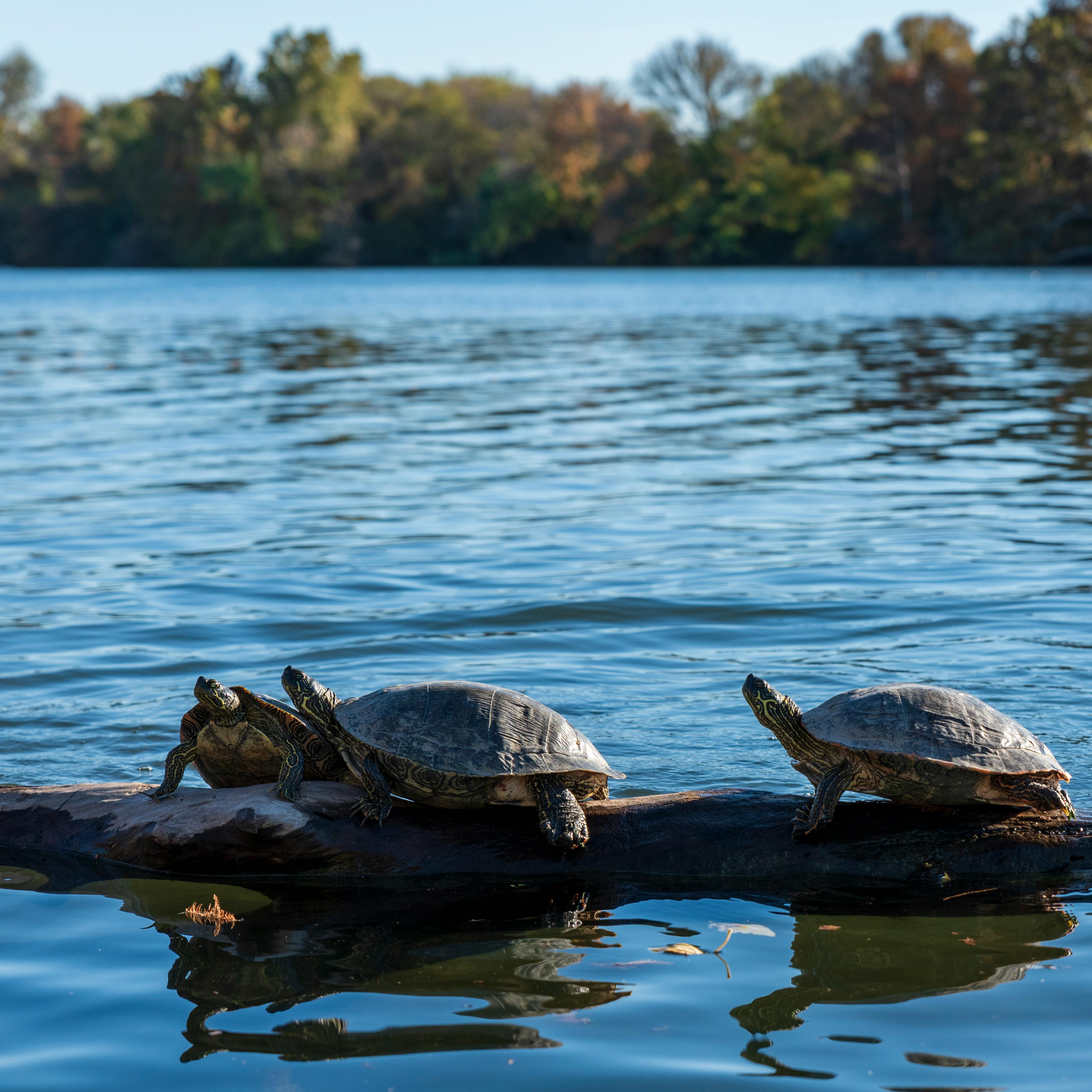 200 Lb Snapping Turtle Texas: Discover The Giant’s Hidden Secrets