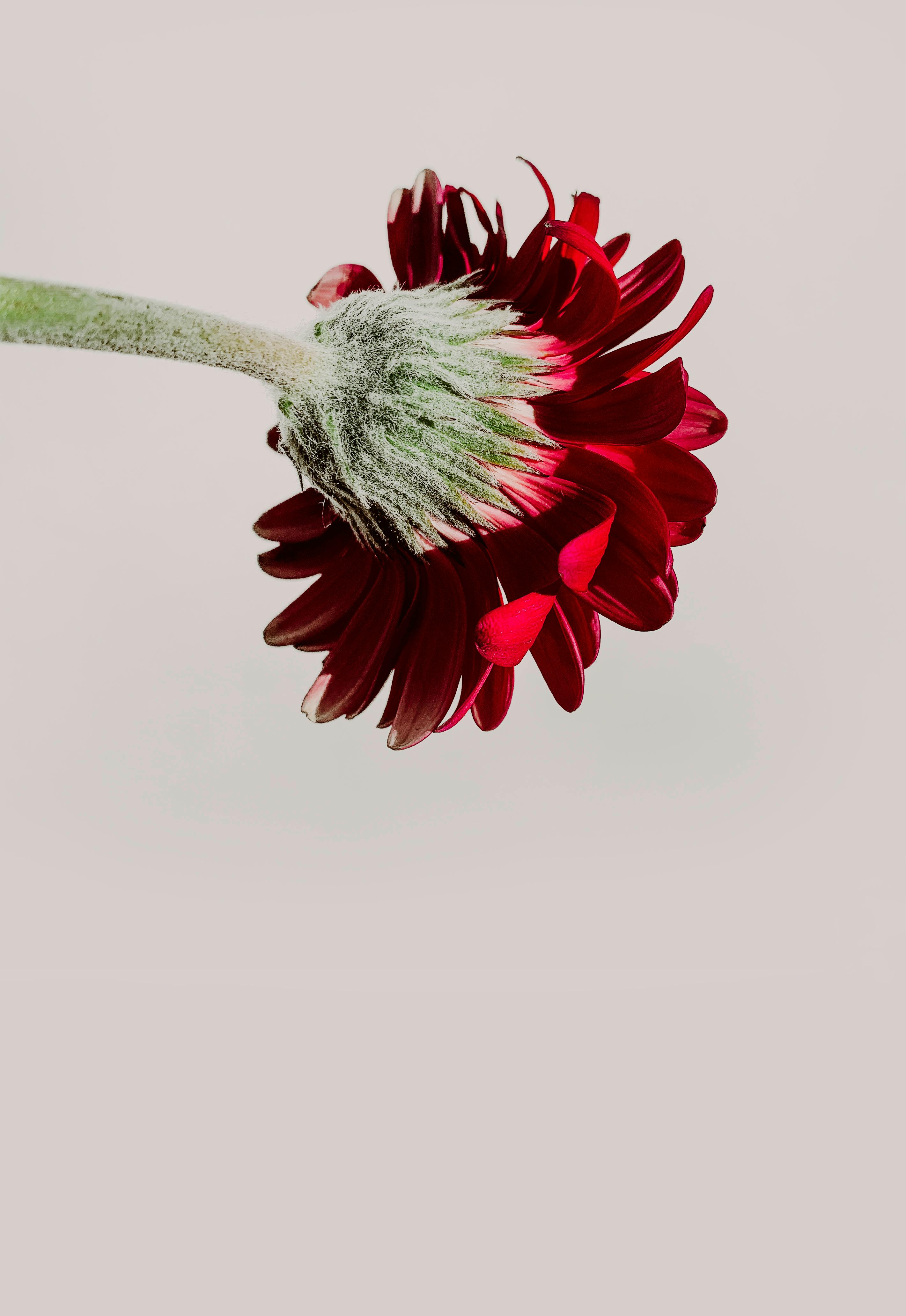 Red Flower in Close Up Photography · Free Stock Photo