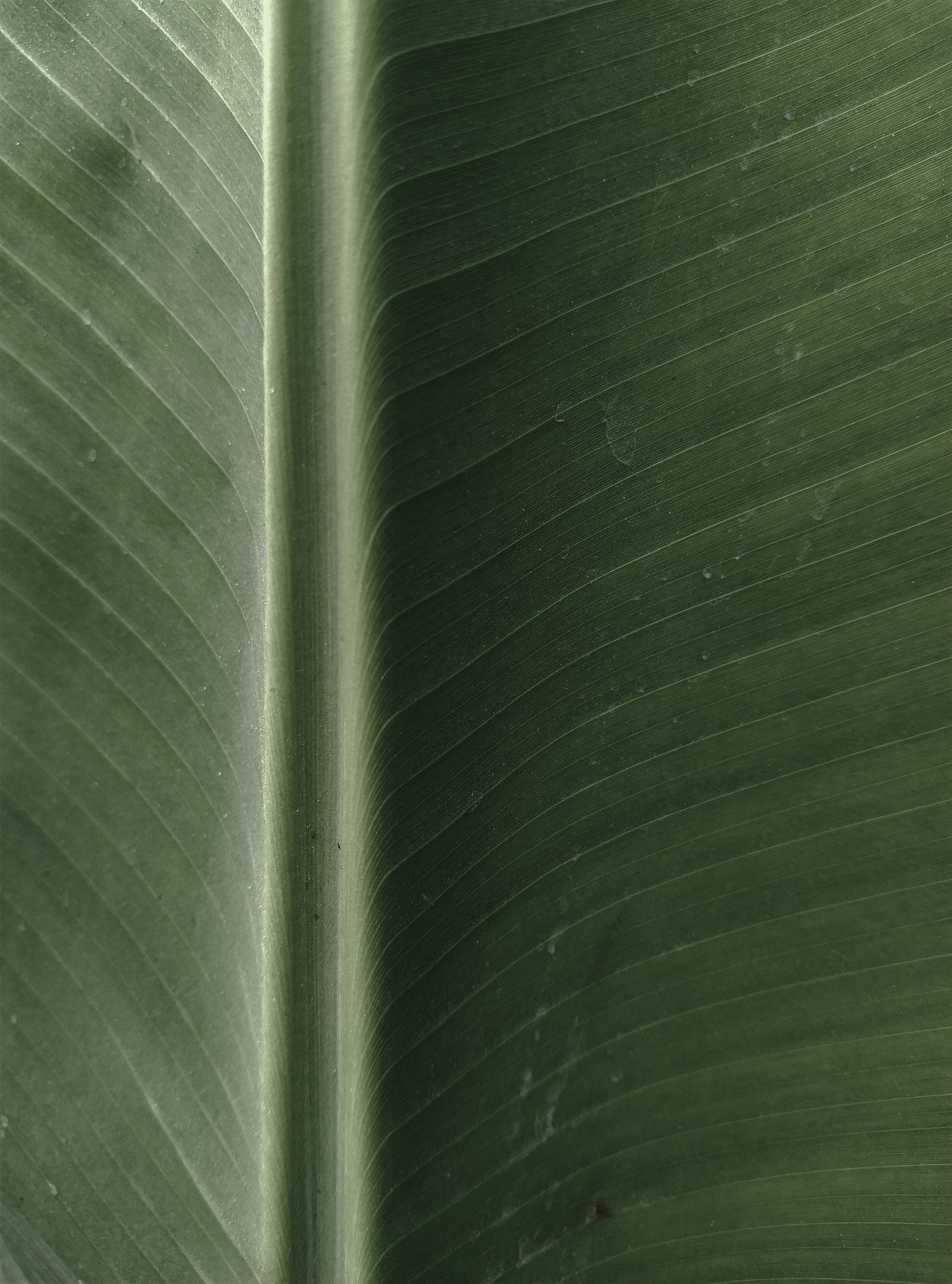 Close up of a Leaf · Free Stock Photo