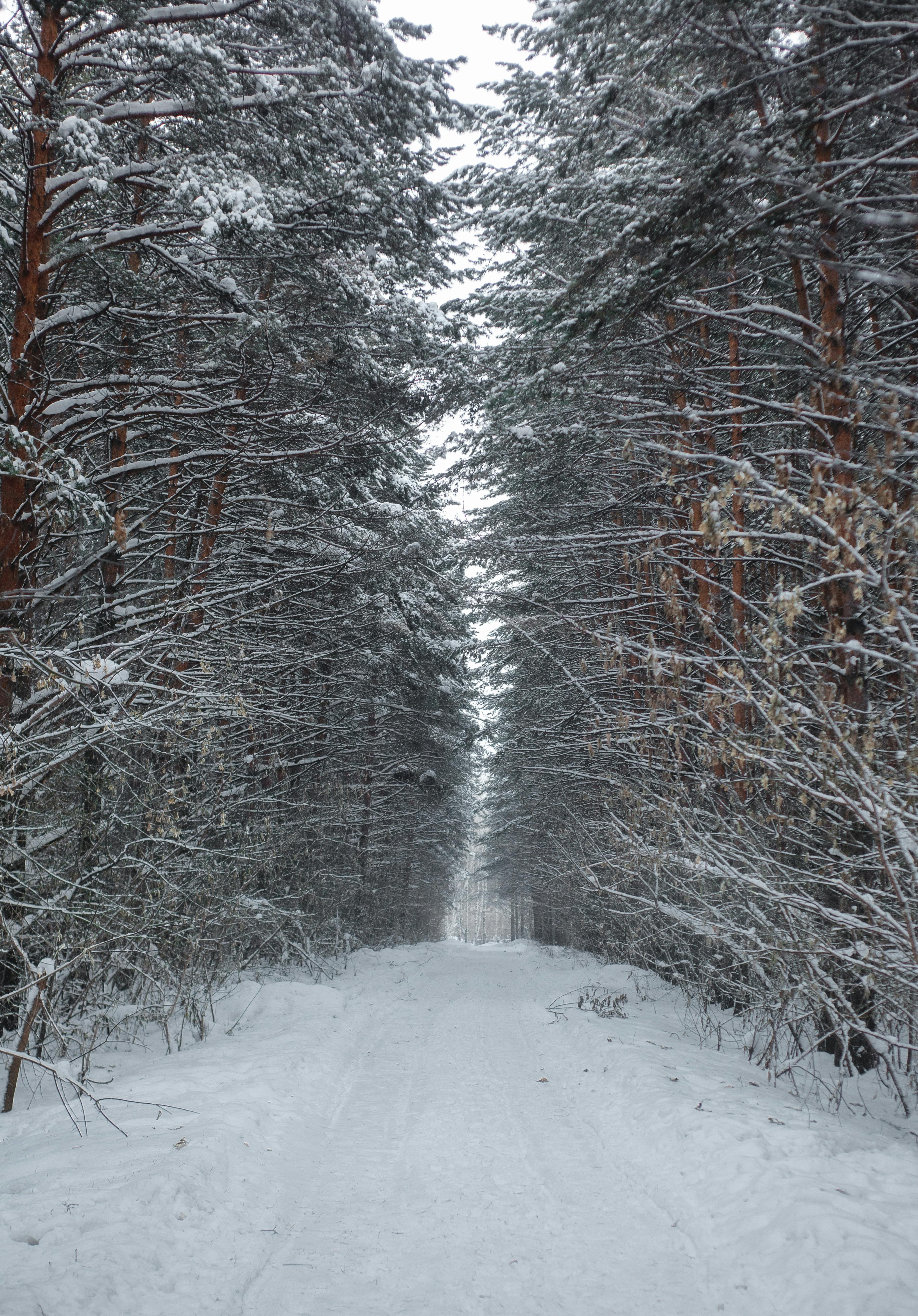 Forest on snowy rocky coast of frozen lake · Free Stock Photo