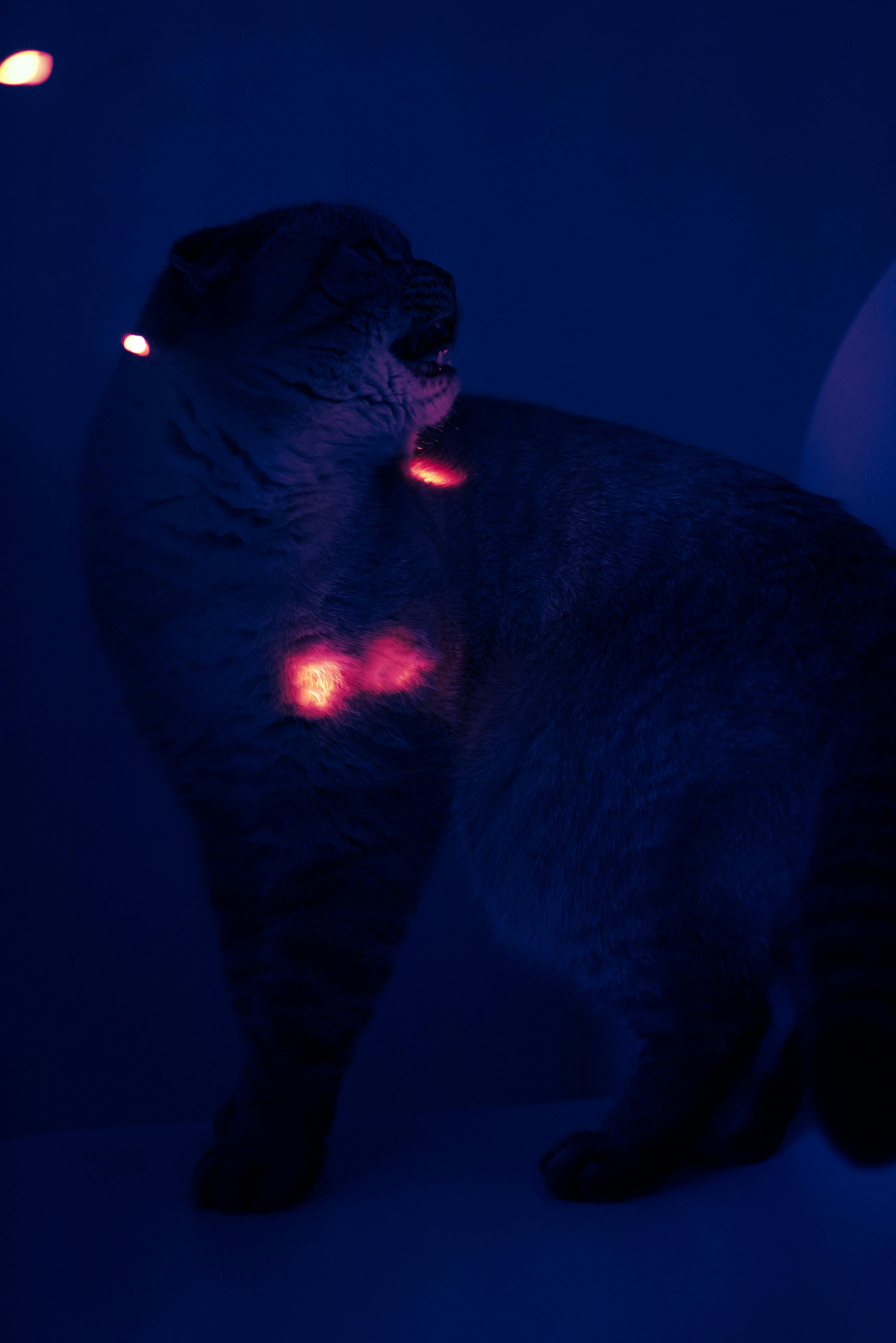 Cat Lights In Dark Photos, Download The BEST Free Cat Lights In Dark ...