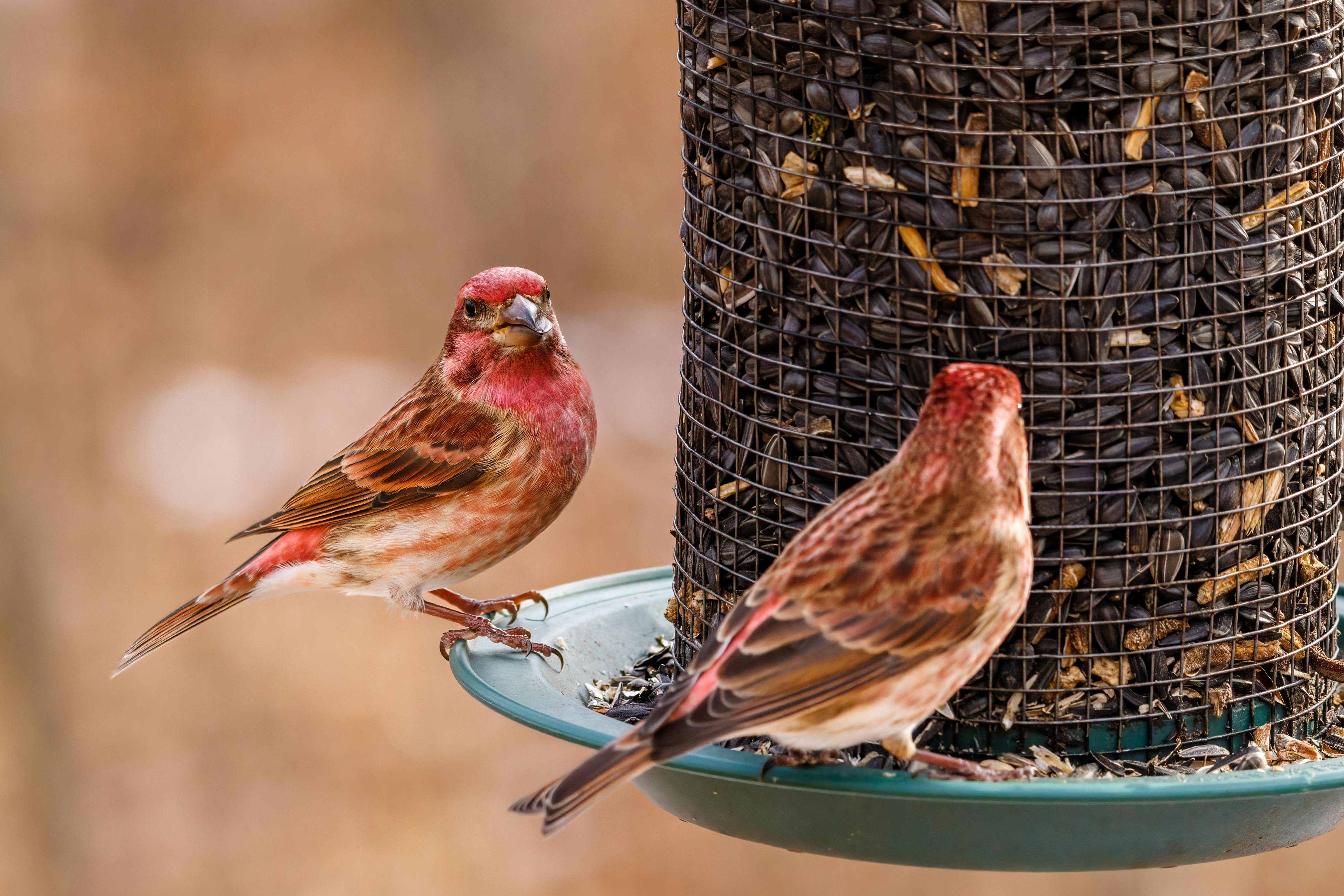 Birds Feeder Photos, Download The BEST Free Birds Feeder Stock Photos ...