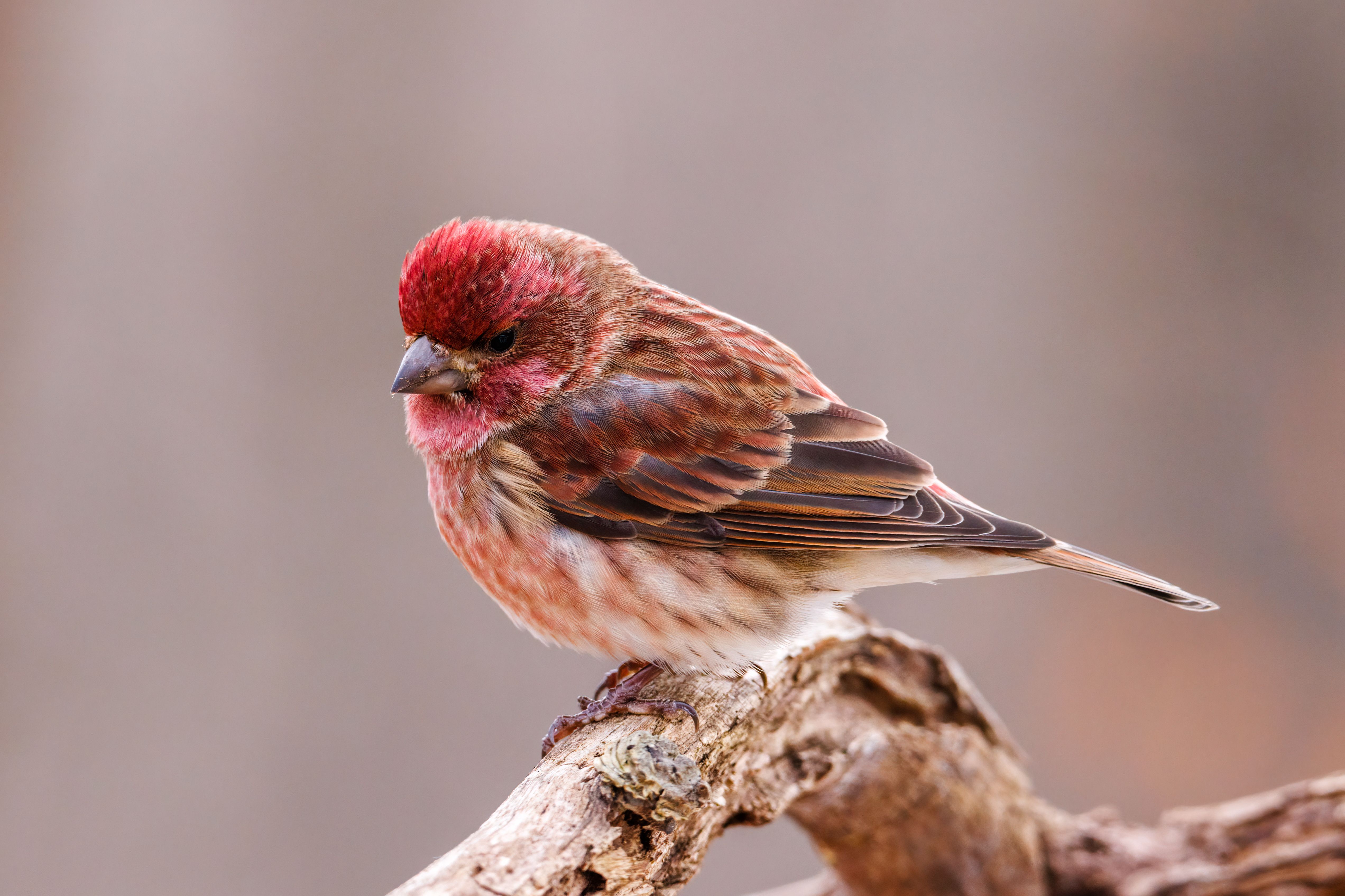 Purple Finch Photos, Download The BEST Free Purple Finch Stock Photos ...