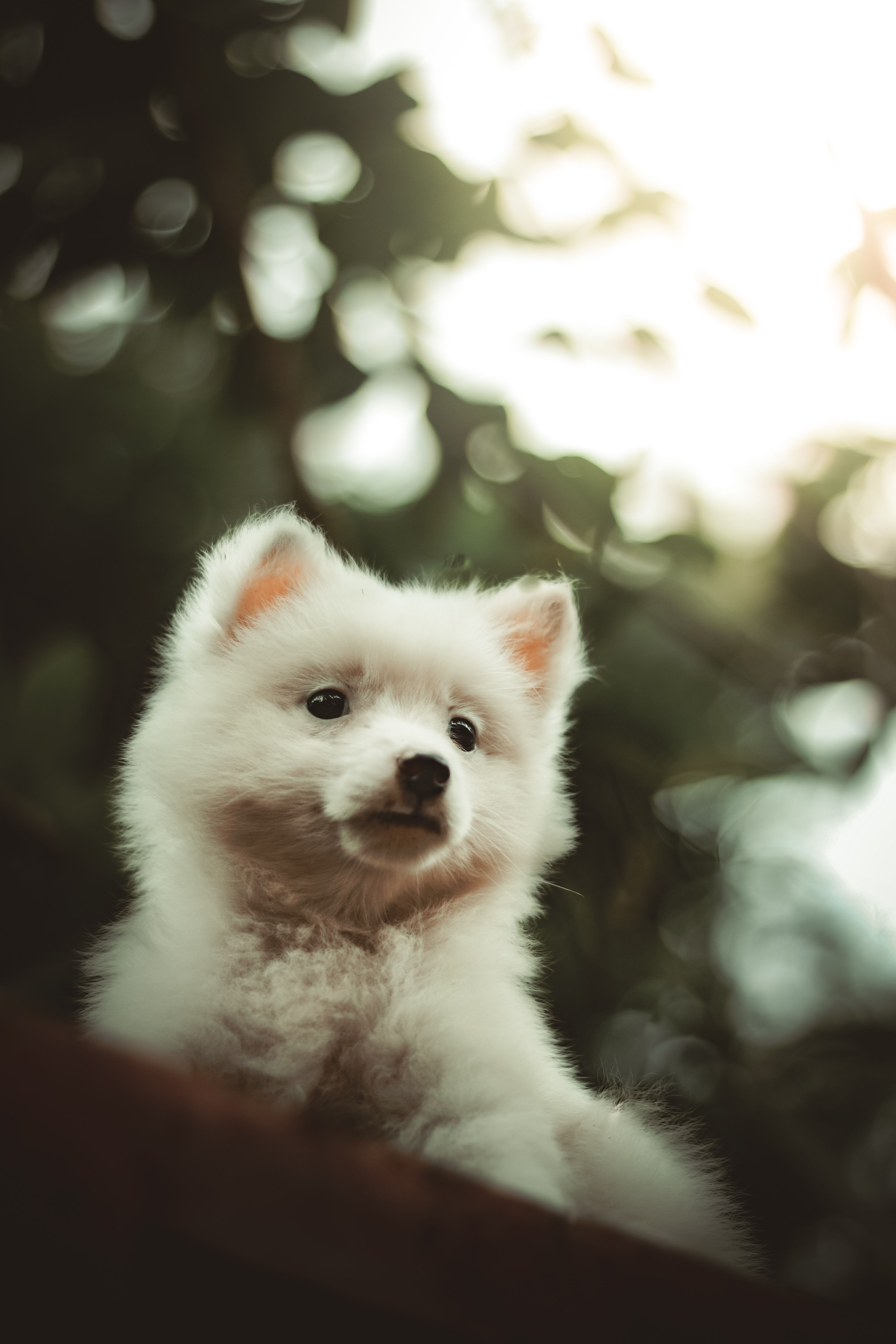 Low Angle Shot of a Cute Puppy · Free Stock Photo