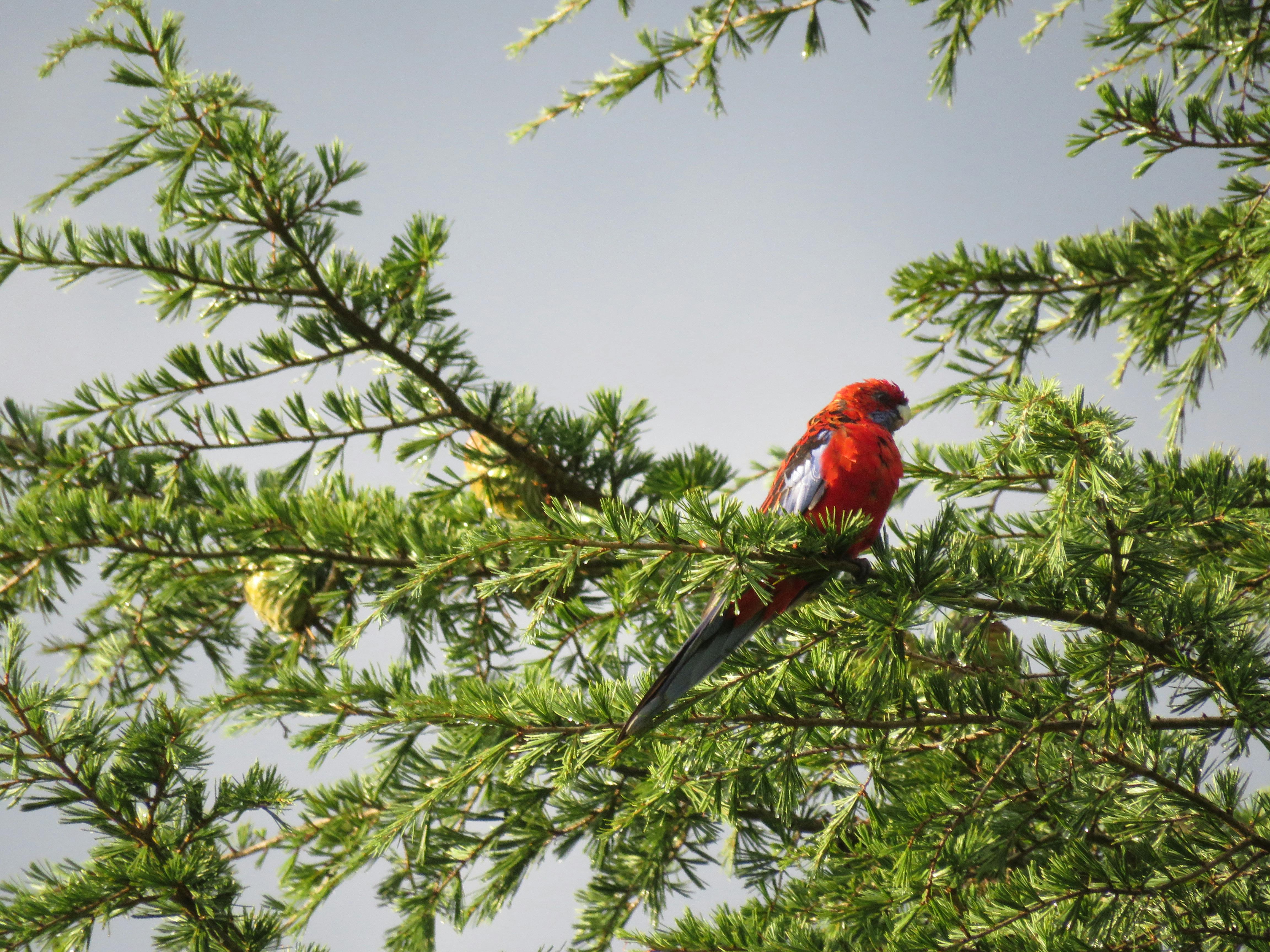 Red Bird on Tree · Free Stock Photo